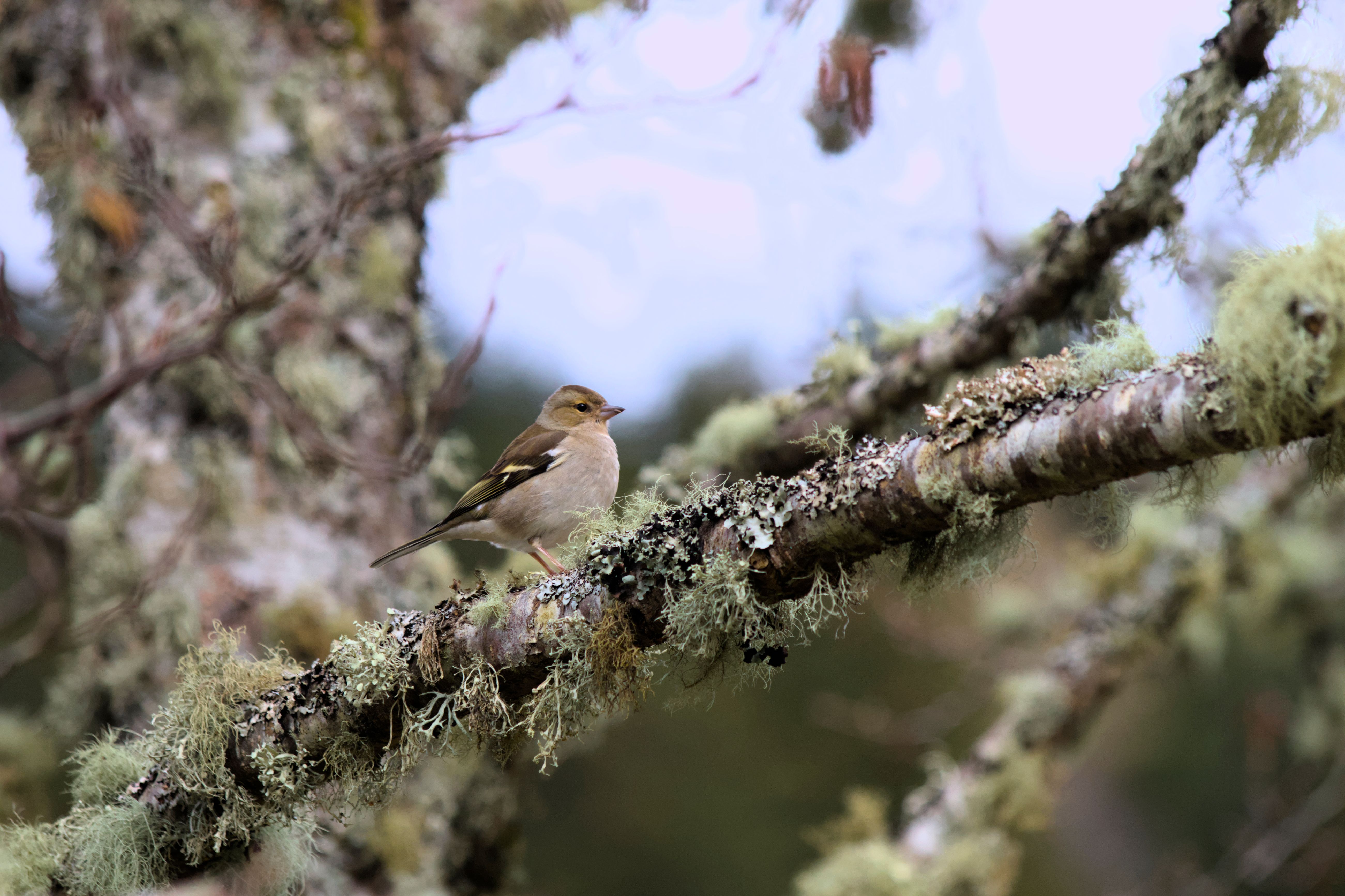 Eurasian Chaffinch On Tree Free Stock Photo