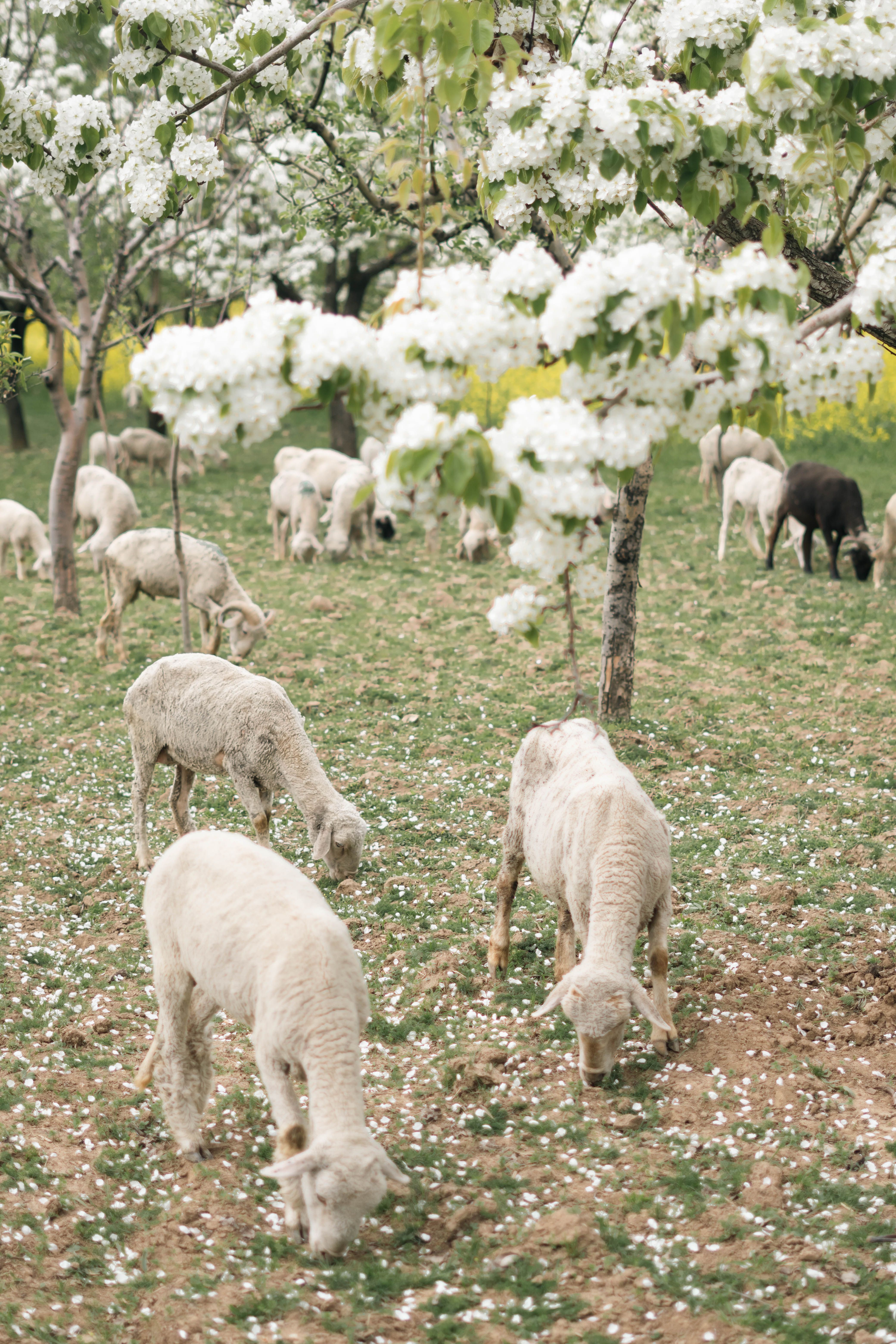 Baby Sheep Between Apple Trees on Farm in Spring · Free Stock Photo