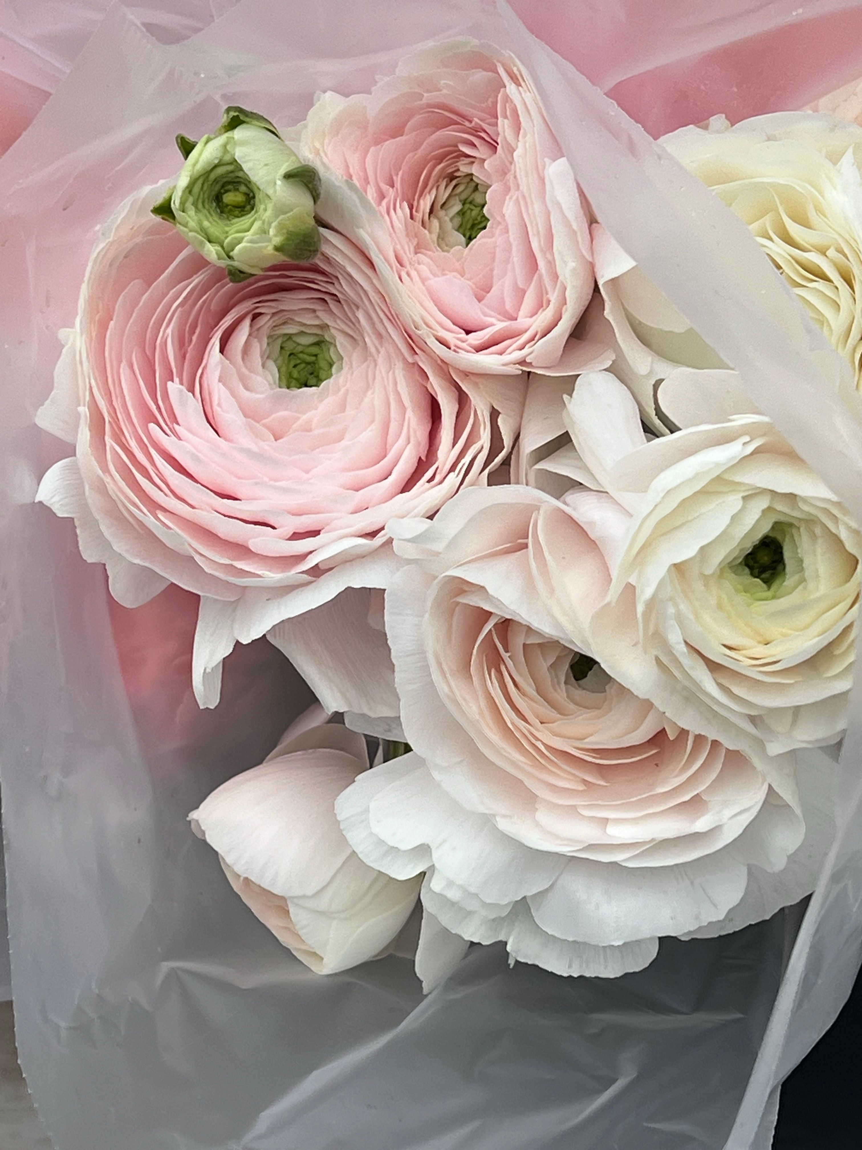 Virgin Mary Roses Photos, Download The BEST Free Virgin Mary Roses ...
