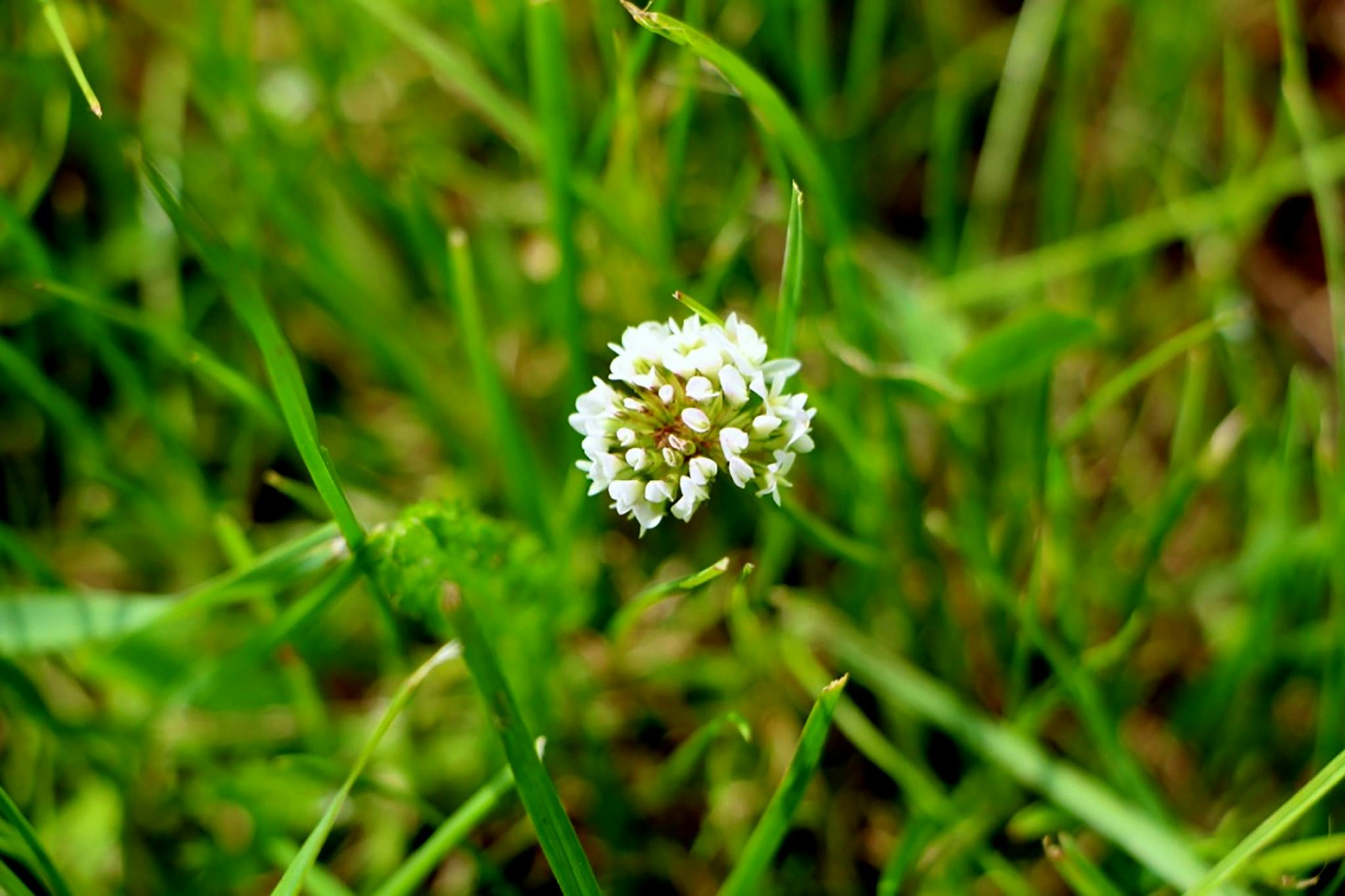 Free stock photo of green, small, small flower
