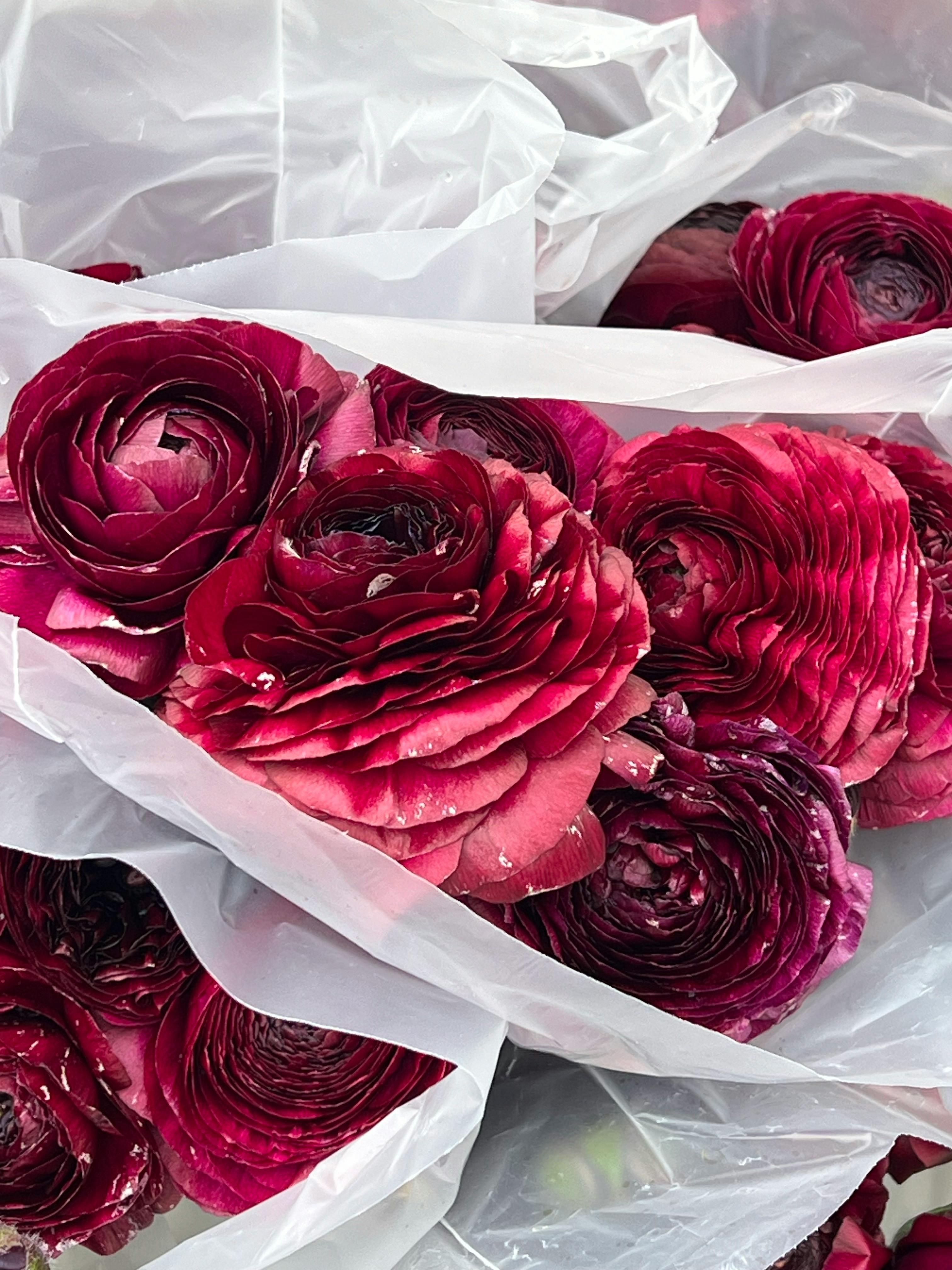 Beautiful Pink Garden Roses in a Pot · Free Stock Photo