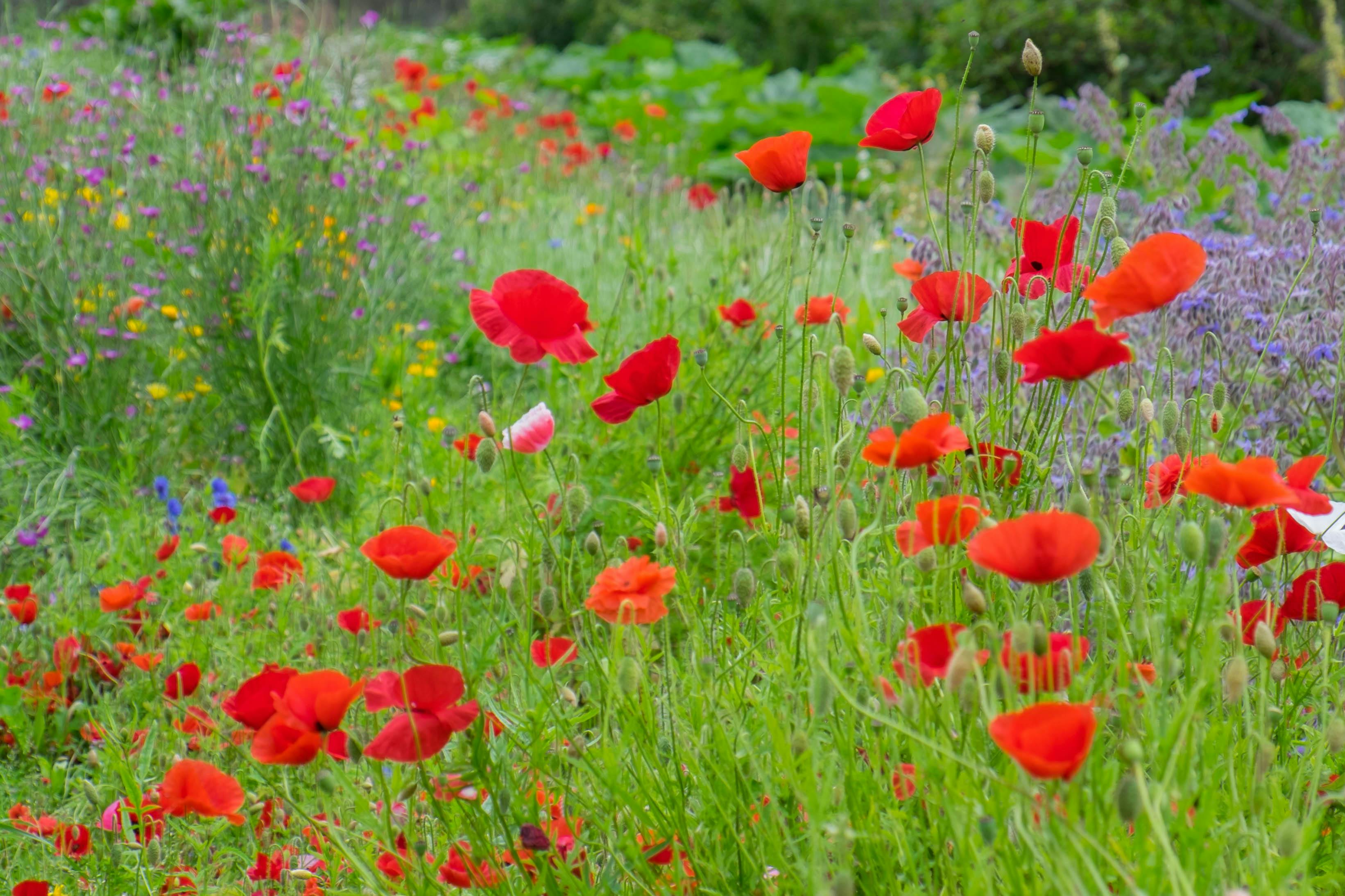 Kostenloses Foto zum Thema: blumen, feld, gelb