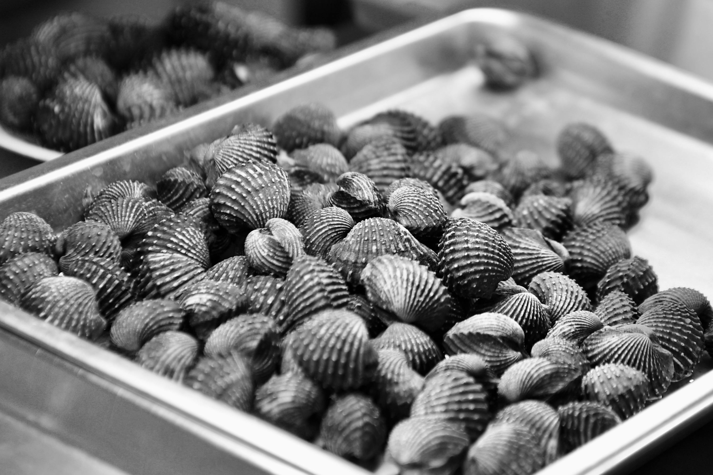 Seashell Cluster Photos, Download The BEST Free Seashell Cluster Stock ...