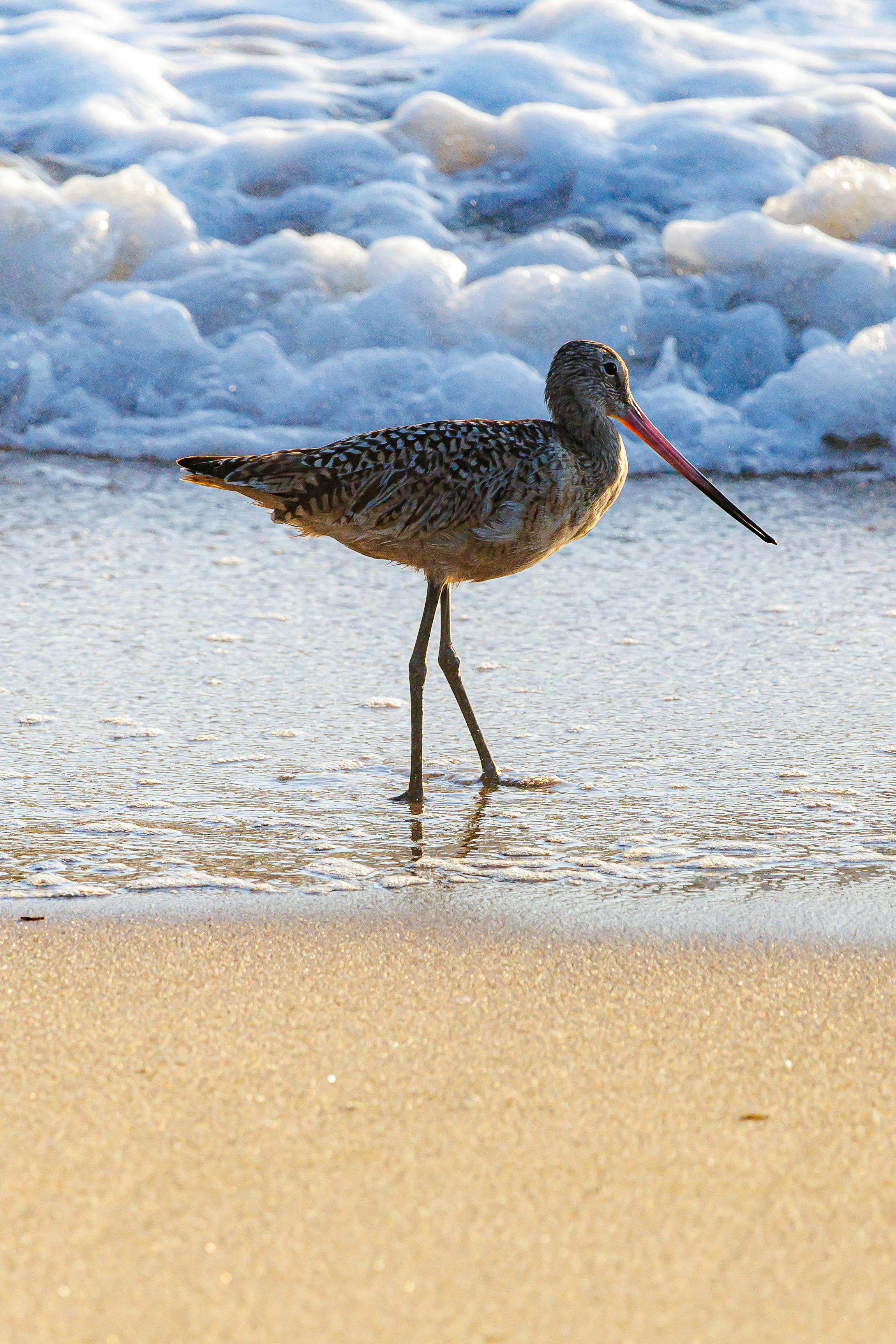 Marbled Godwi Walking Beach · Free Stock Photo