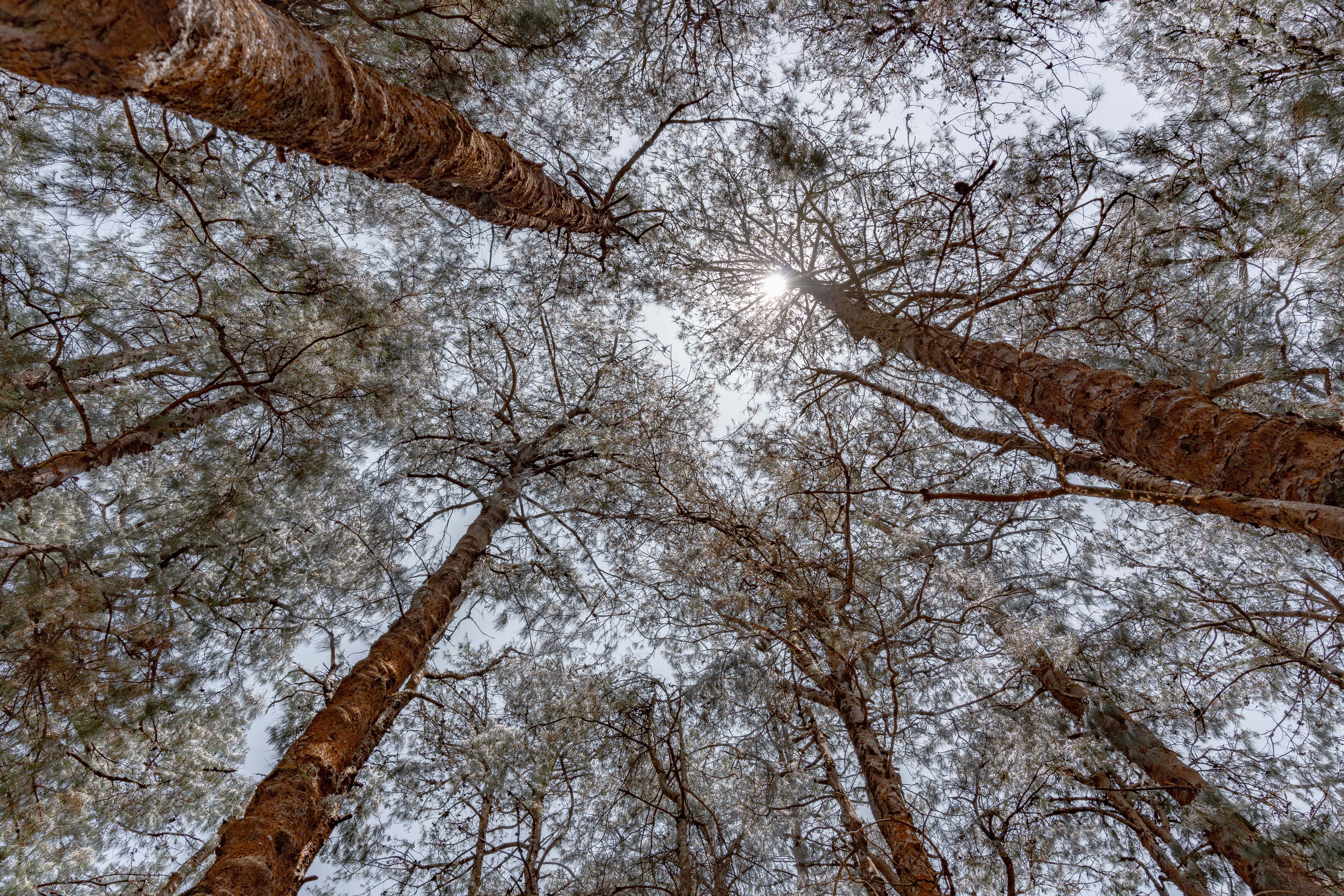 Sun over Treetops · Free Stock Photo