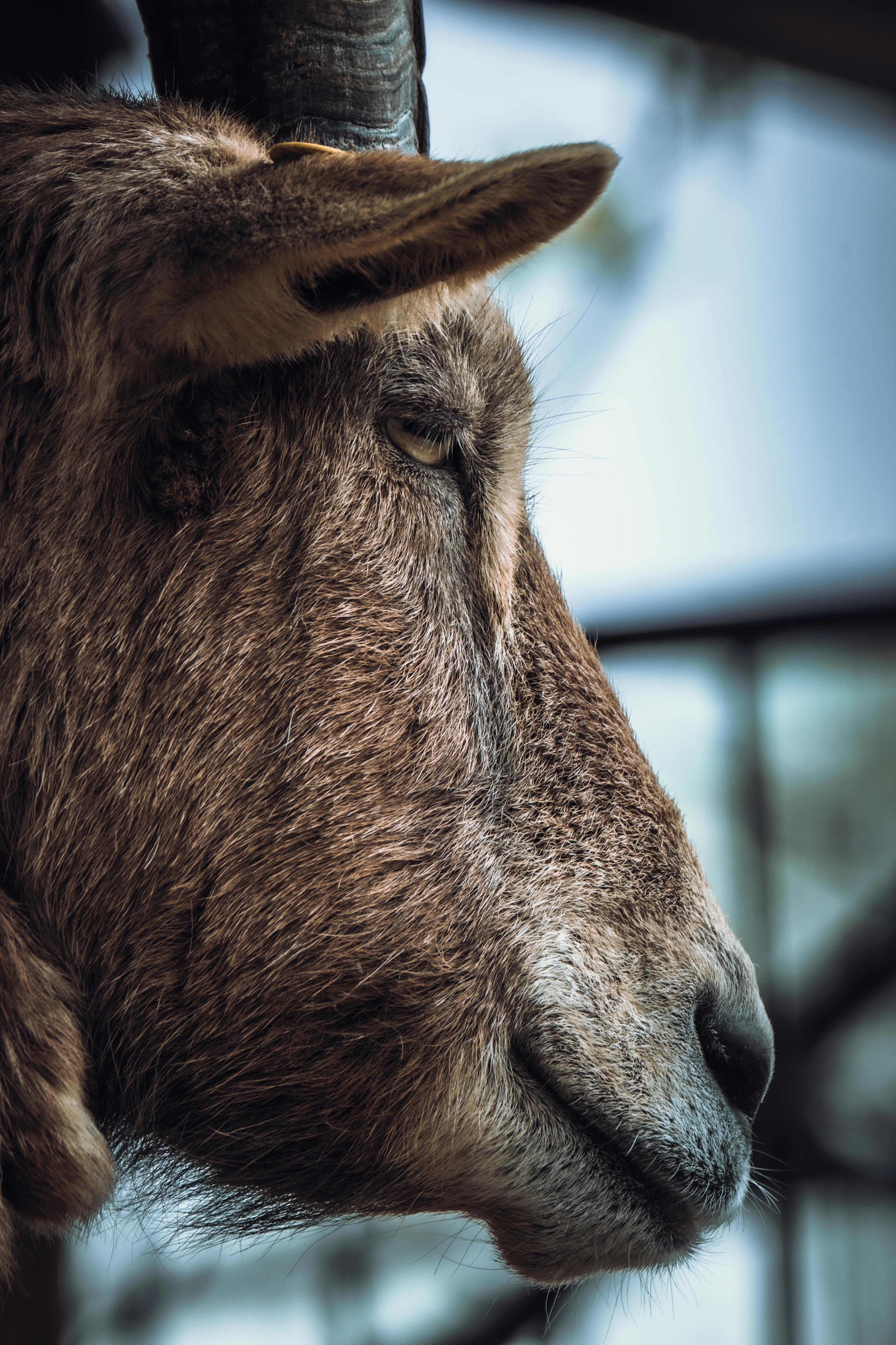 Goat 4k Photos, Download The BEST Free Goat 4k Stock Photos & HD Images
