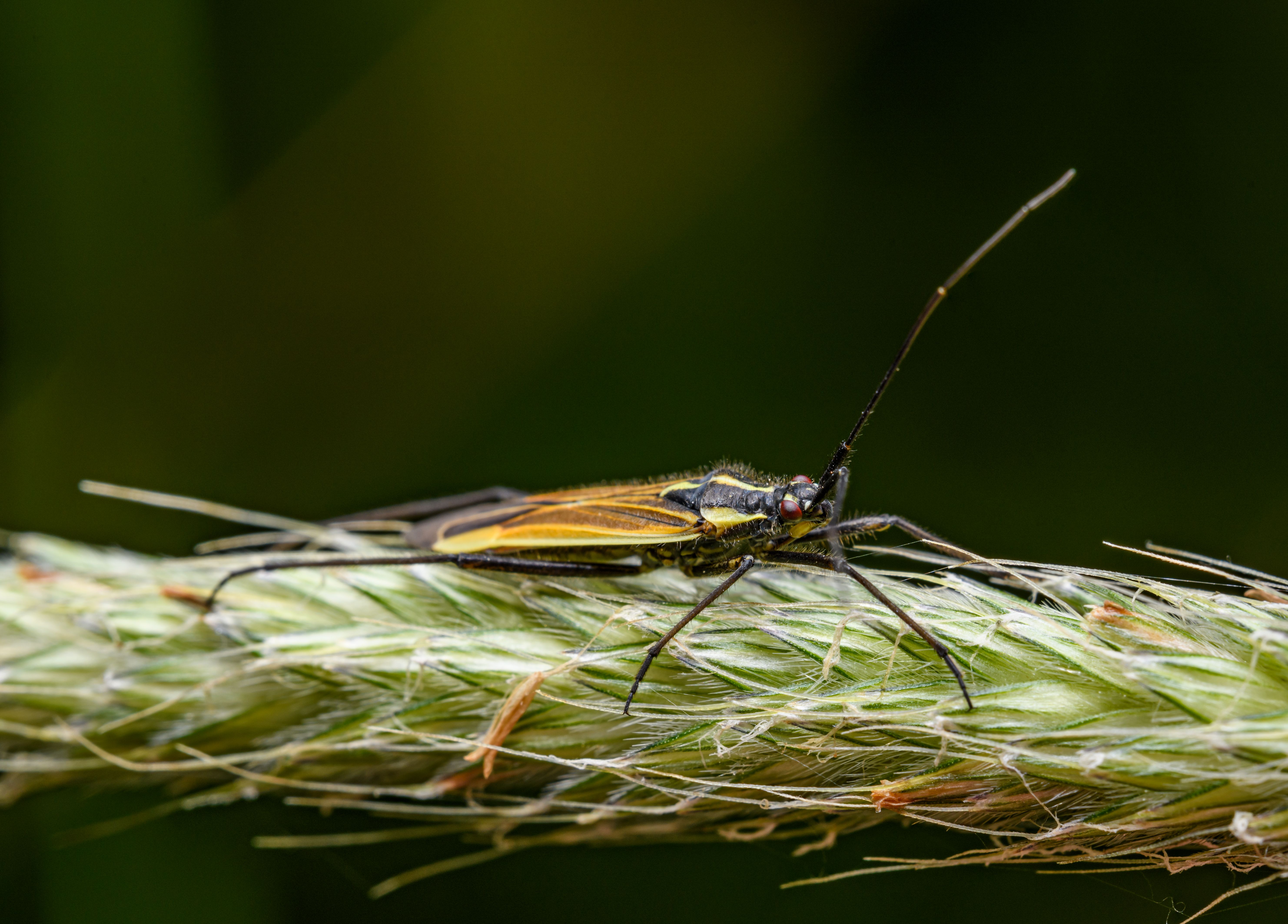 Butterfly And Dragonfly Photos, Download The BEST Free Butterfly And ...