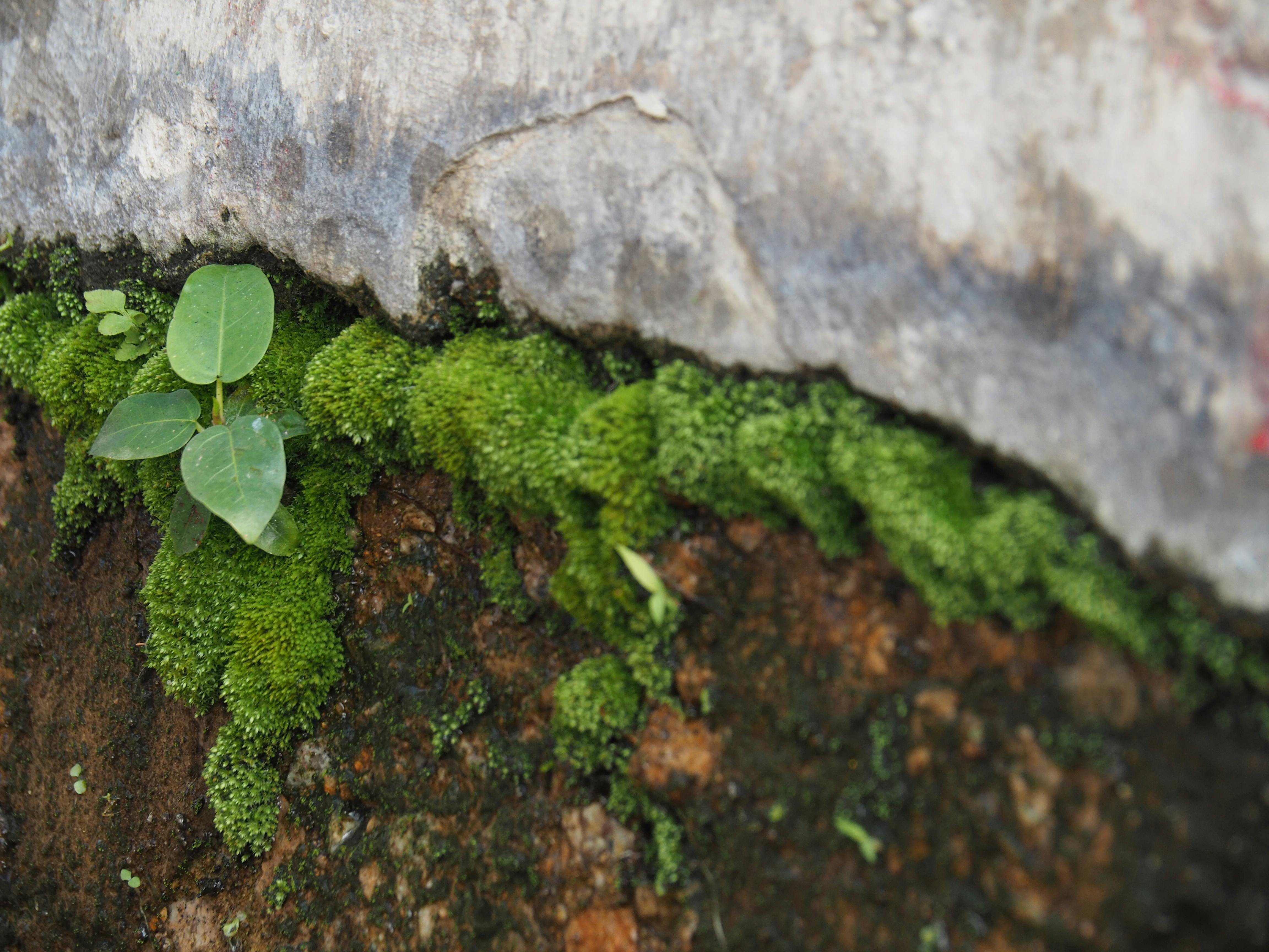 terry narcissan tsui - 사진