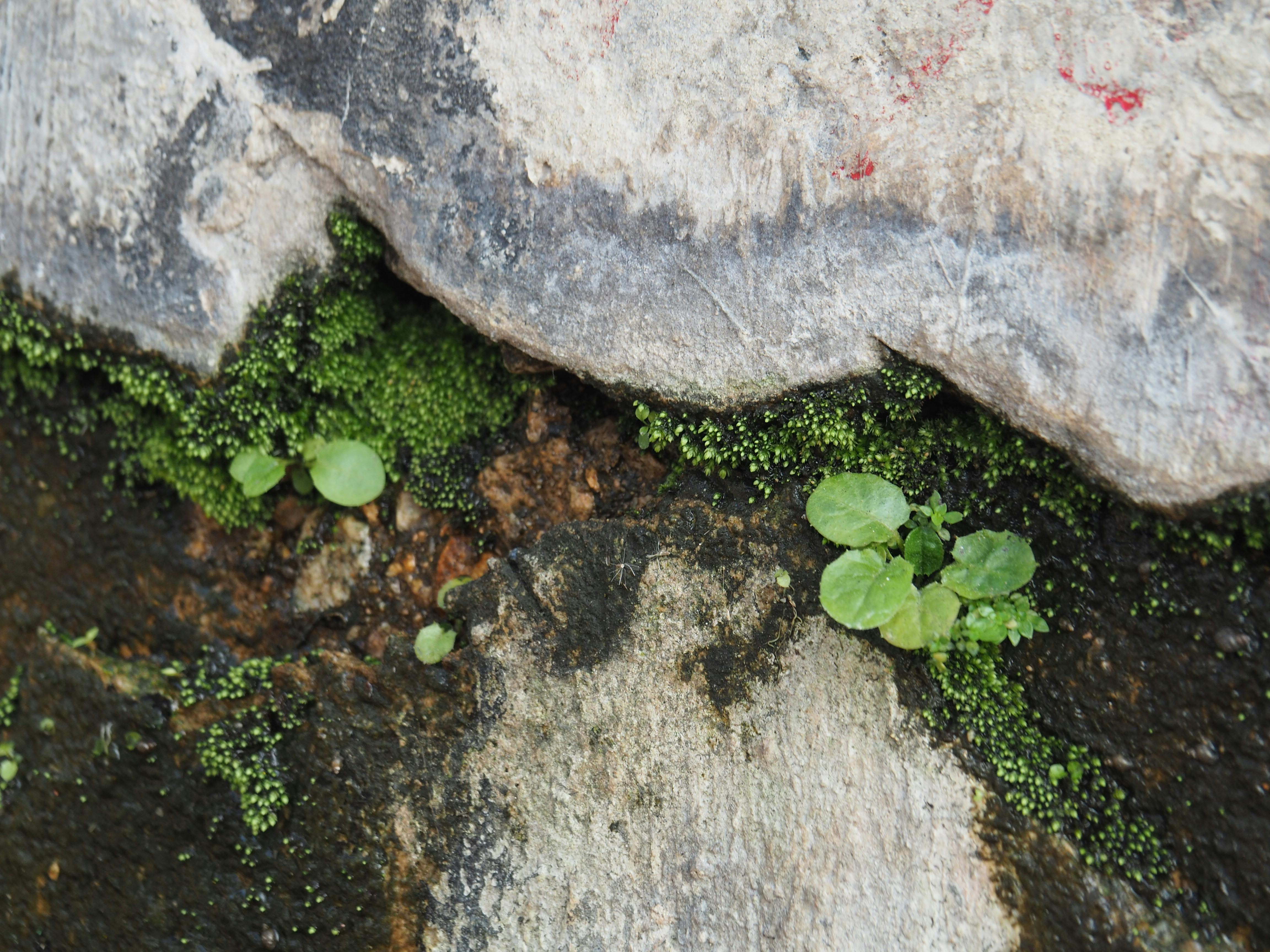 terry narcissan tsui - 사진