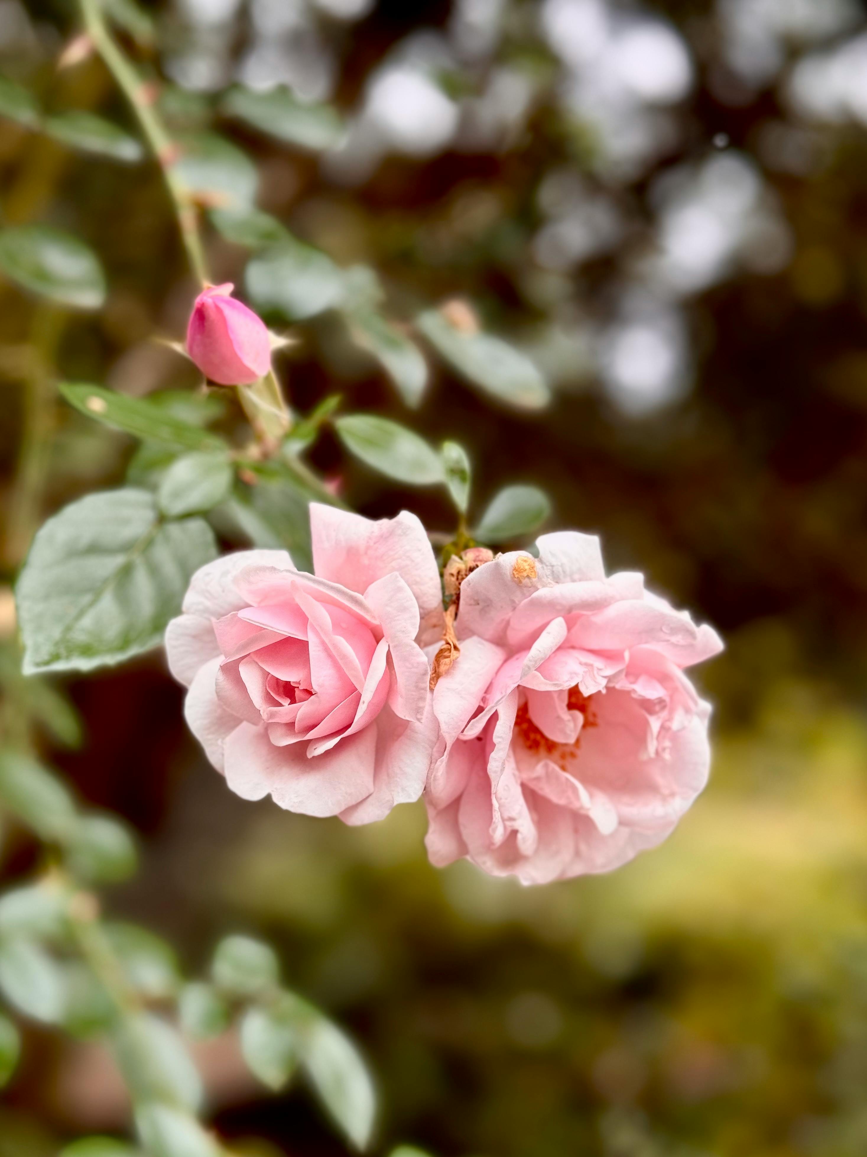 Pink Roses in Nature · Free Stock Photo