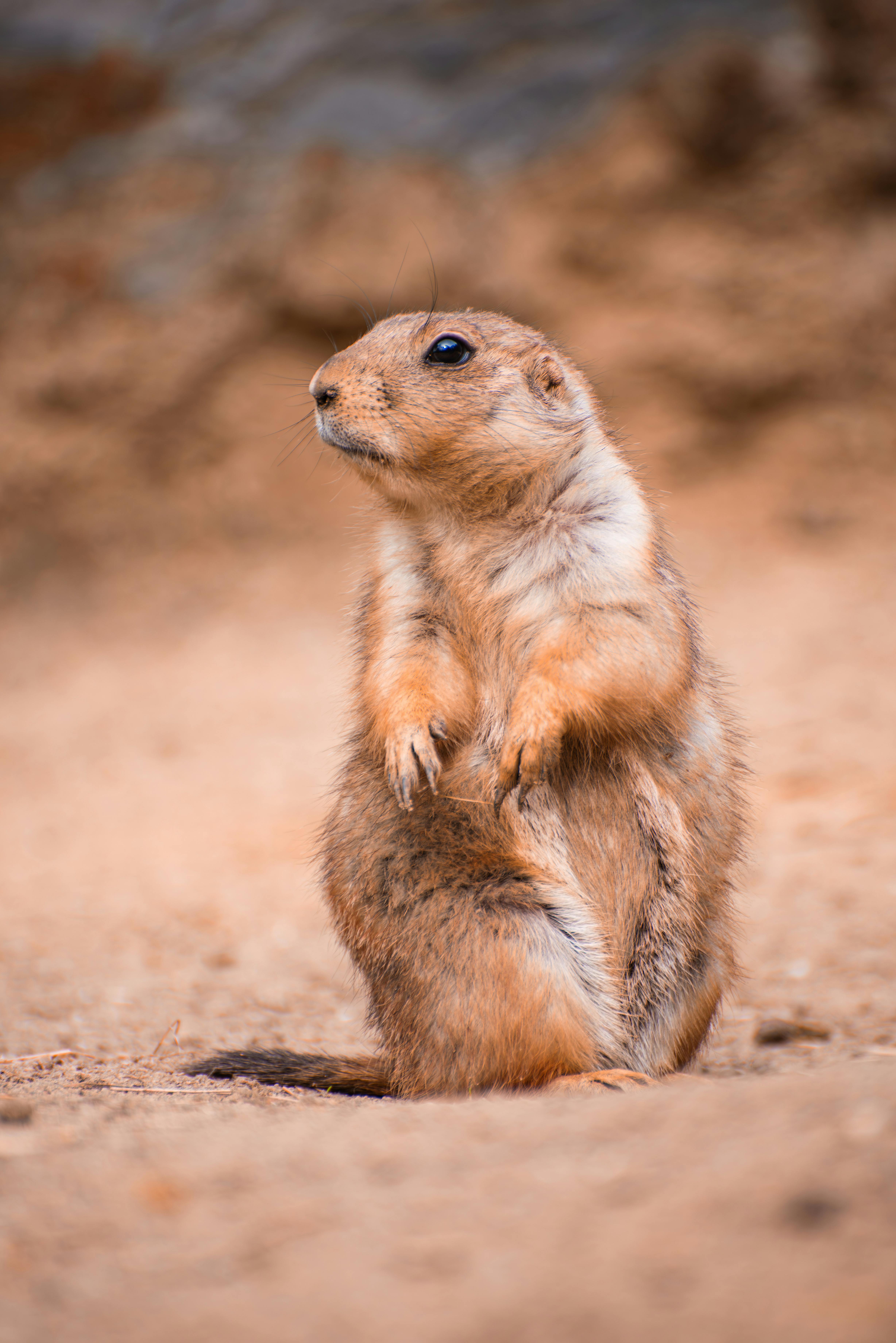 Close-up Portrait of a Wild Prairie Dog · Free Stock Photo