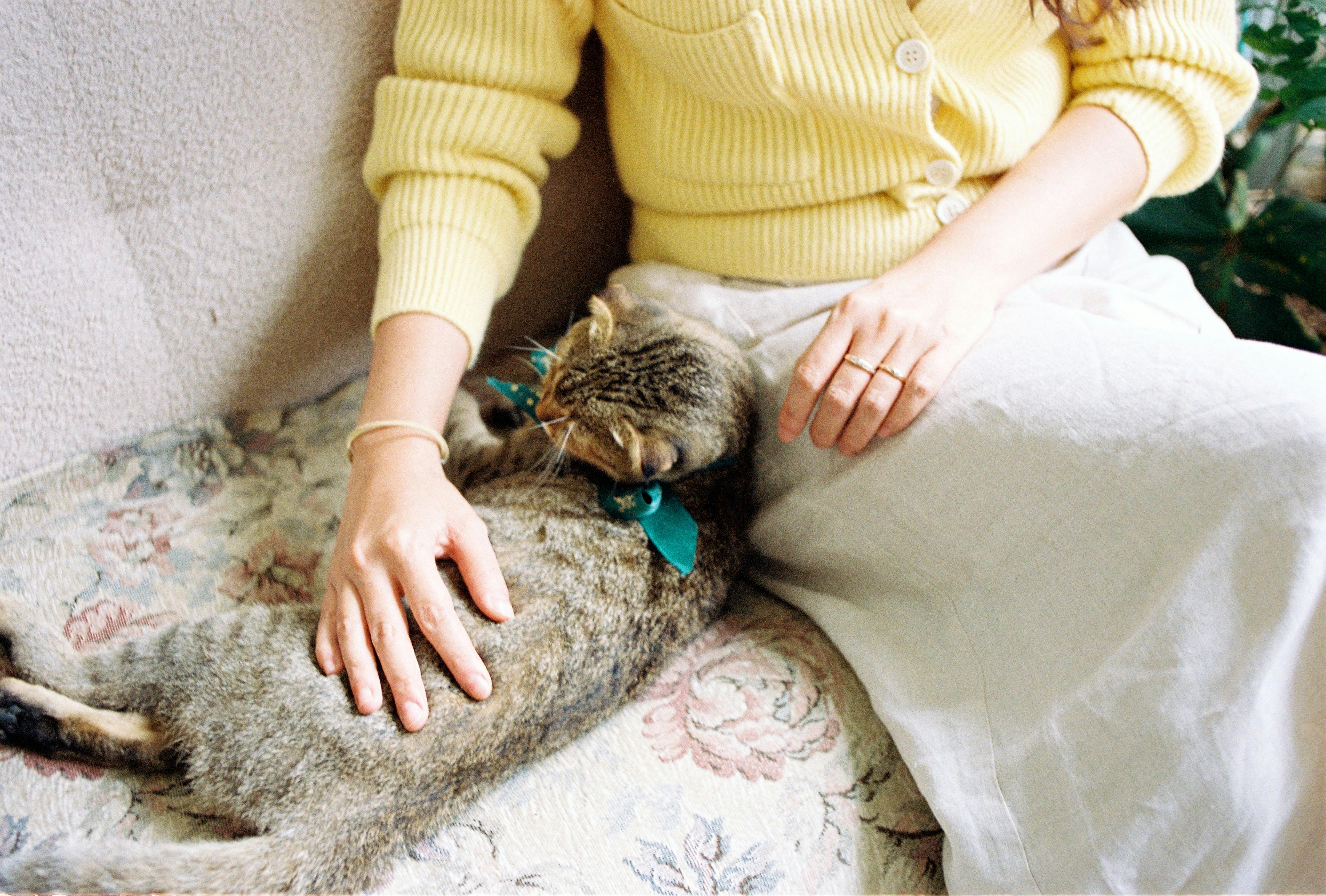 Woman Sitting and Patting Cat · Free Stock Photo