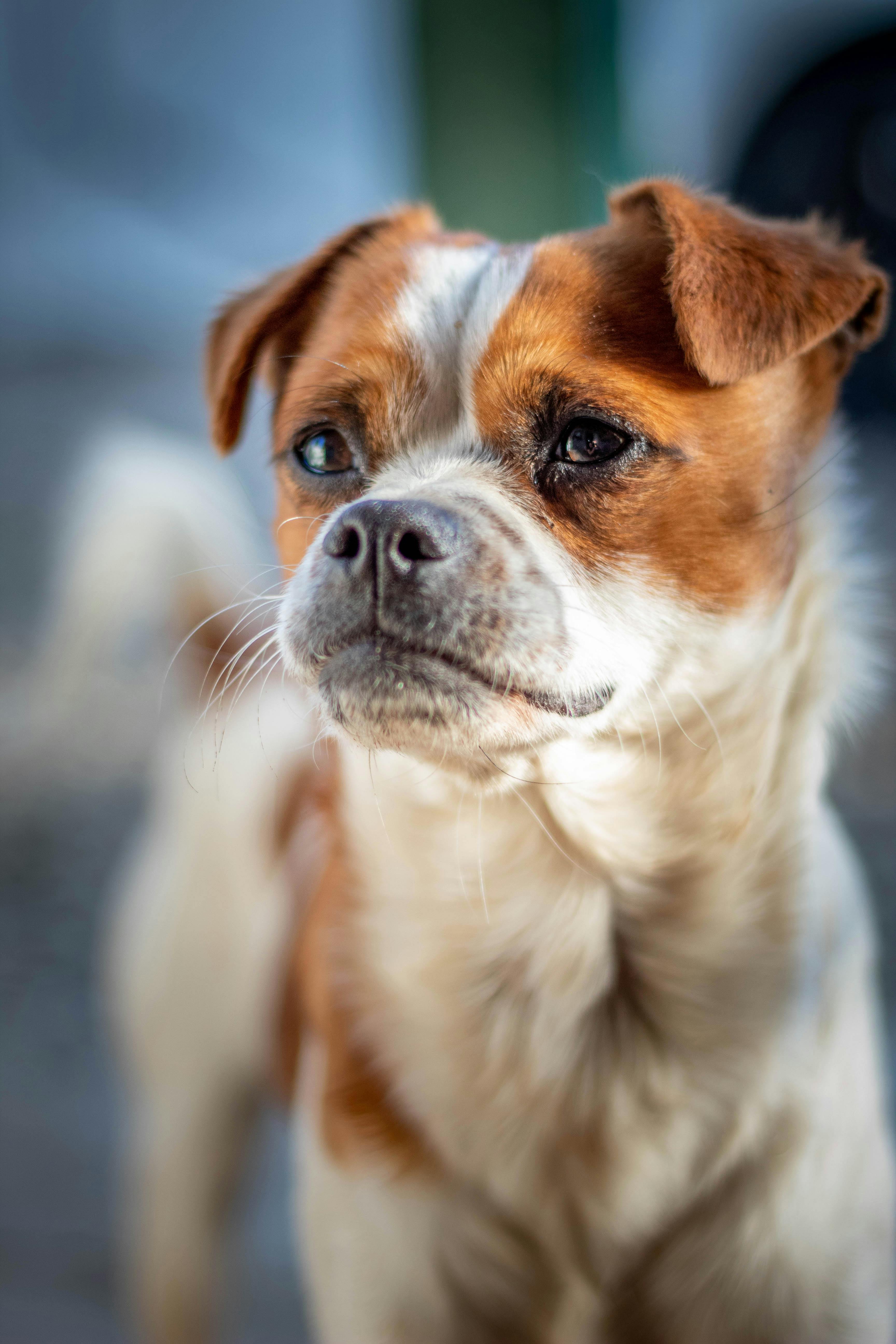 Cute dog · Free Stock Photo