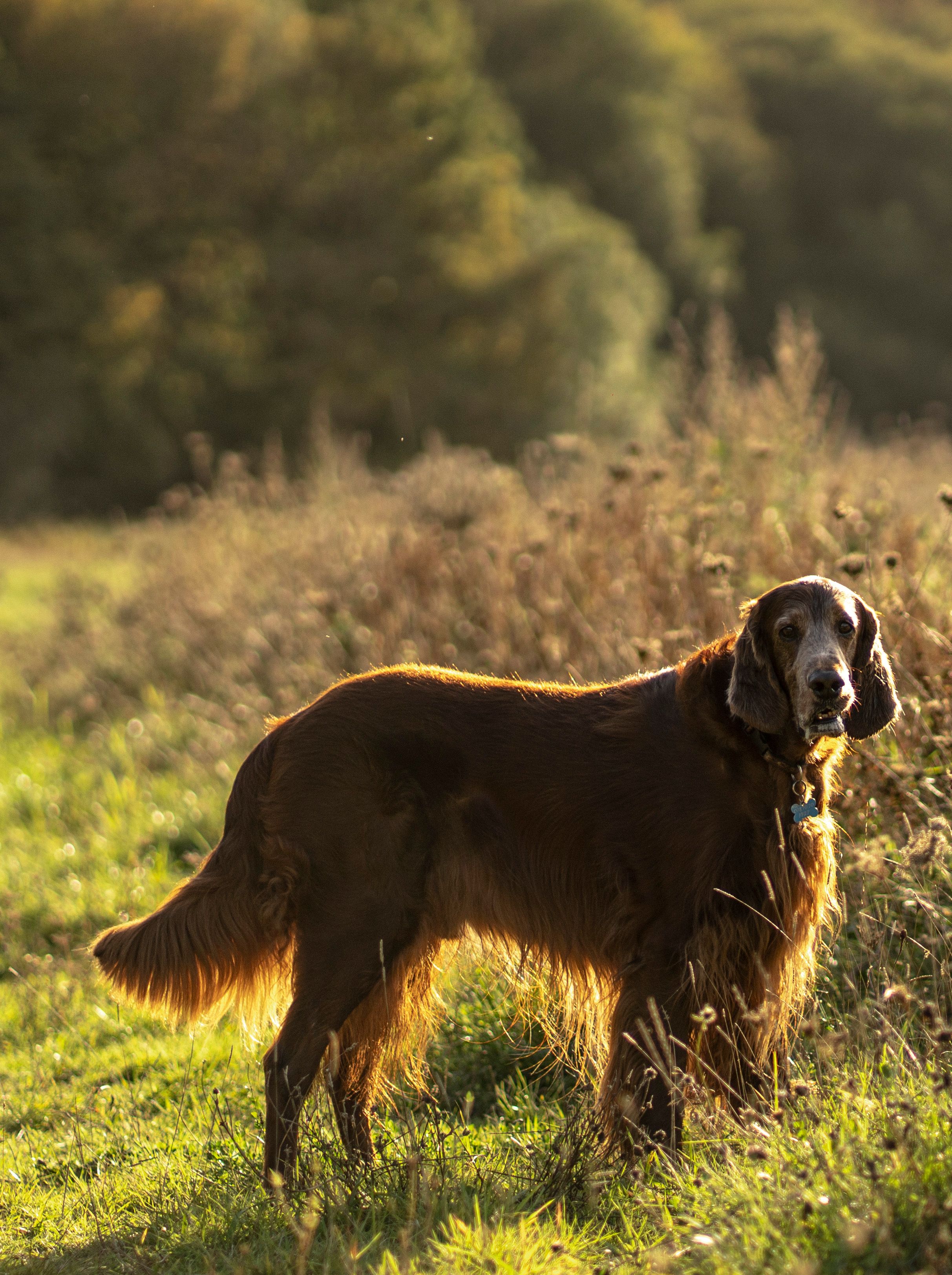 Irish Setters Photos, Download The BEST Free Irish Setters Stock Photos ...