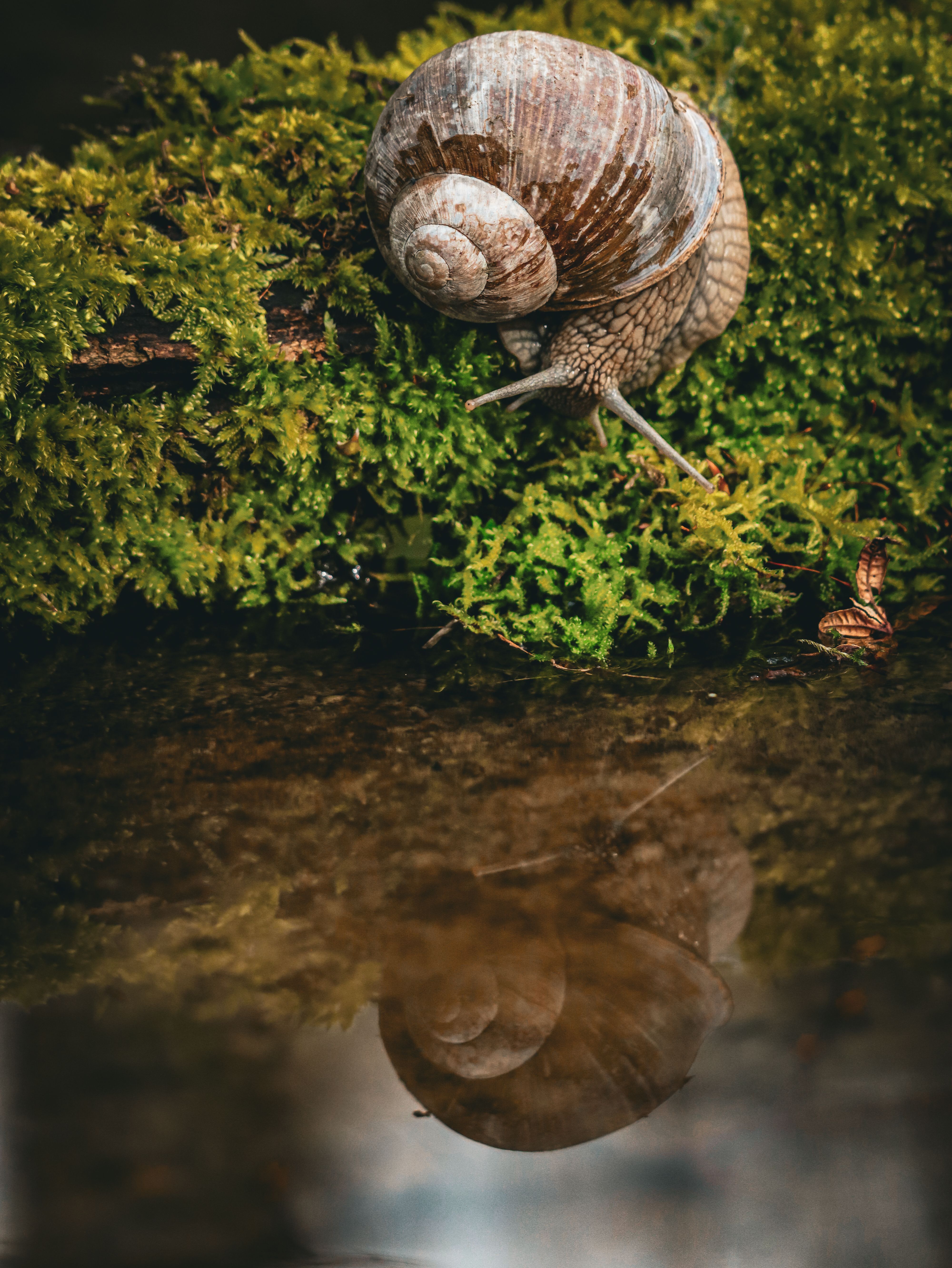 Snail on Moss Over a Puddle · Free Stock Photo