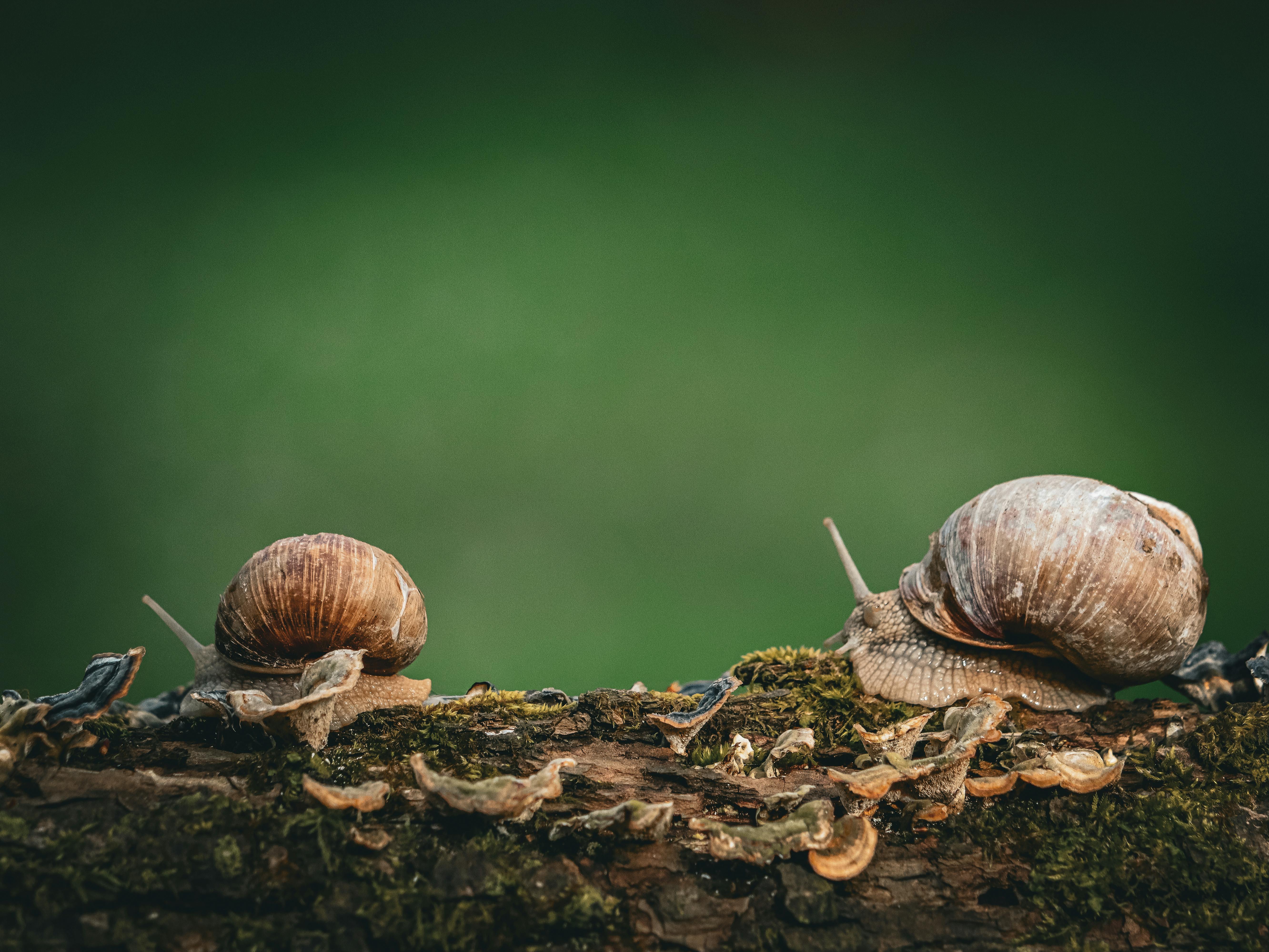 Snails Photos Photos, Download The BEST Free Snails Photos Stock Photos ...