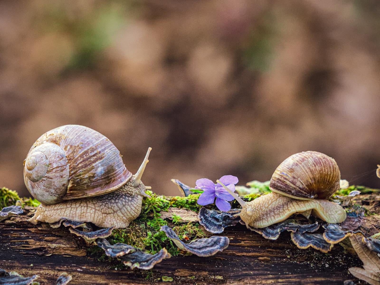 Snails Photos, Download The BEST Free Snails Stock Photos & HD Images