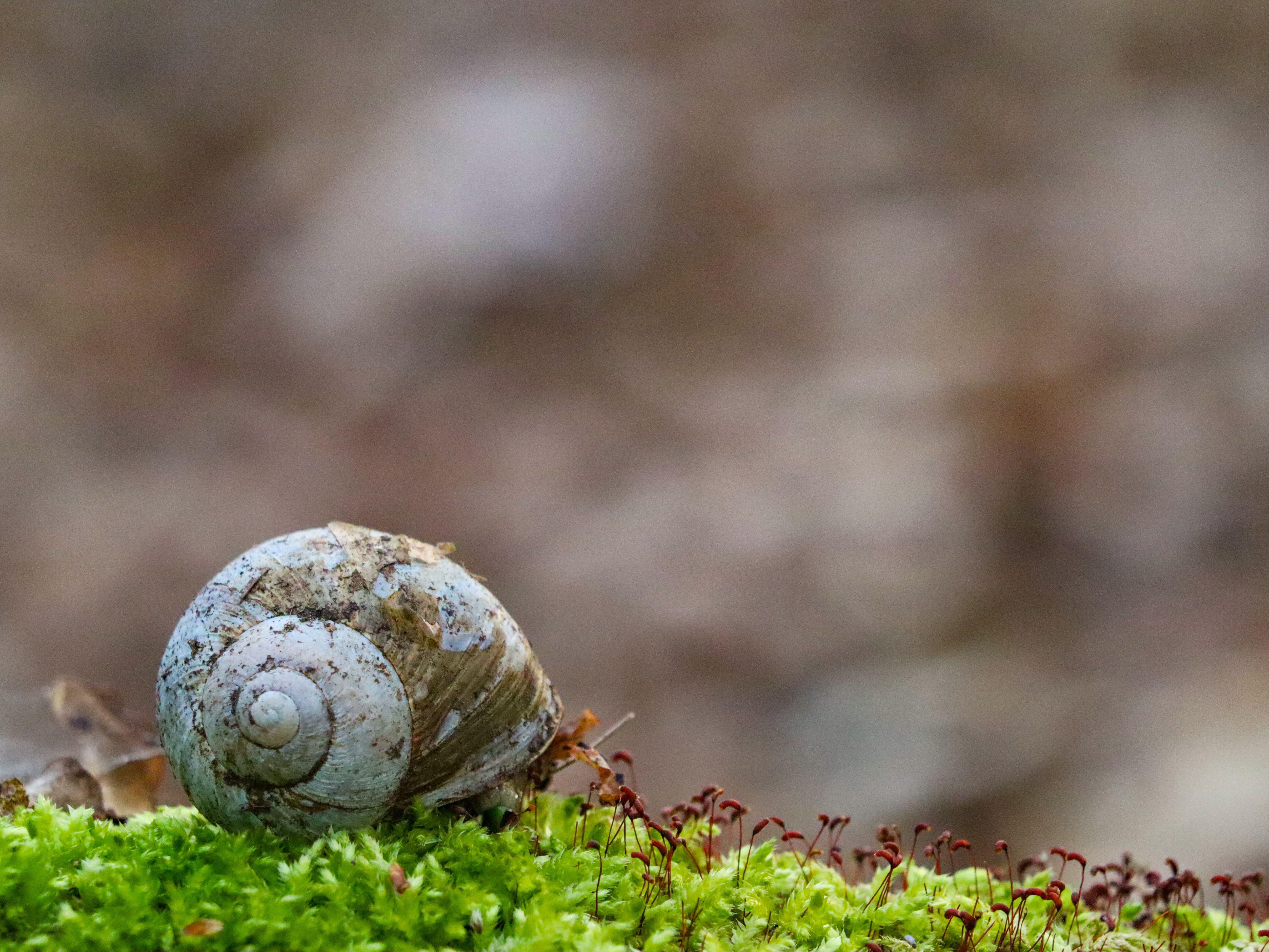 Snail Shell on Moss · Free Stock Photo