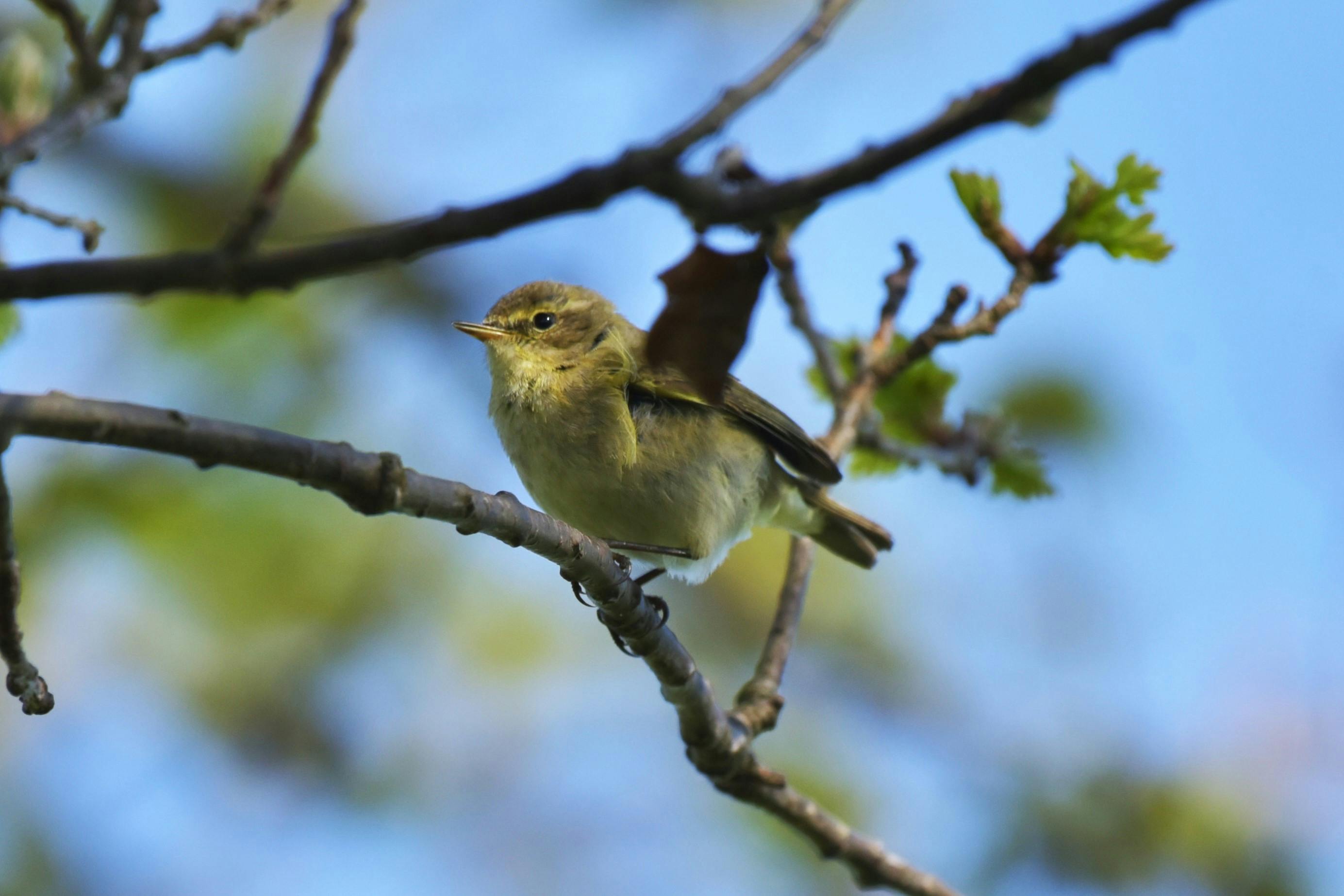 Close-up of Bird Sitting on Tree Branch · Free Stock Photo