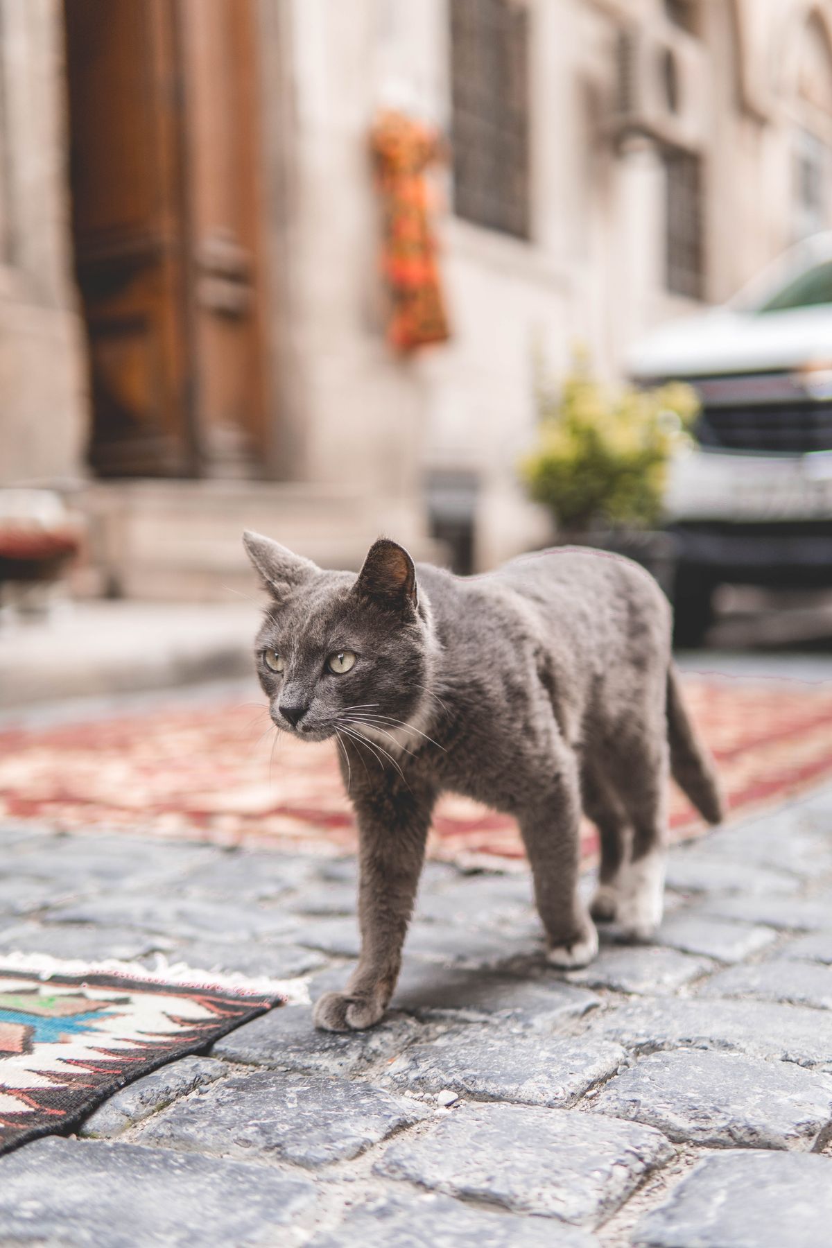 Cat Walking Photos, Download The BEST Free Cat Walking Stock Photos ...