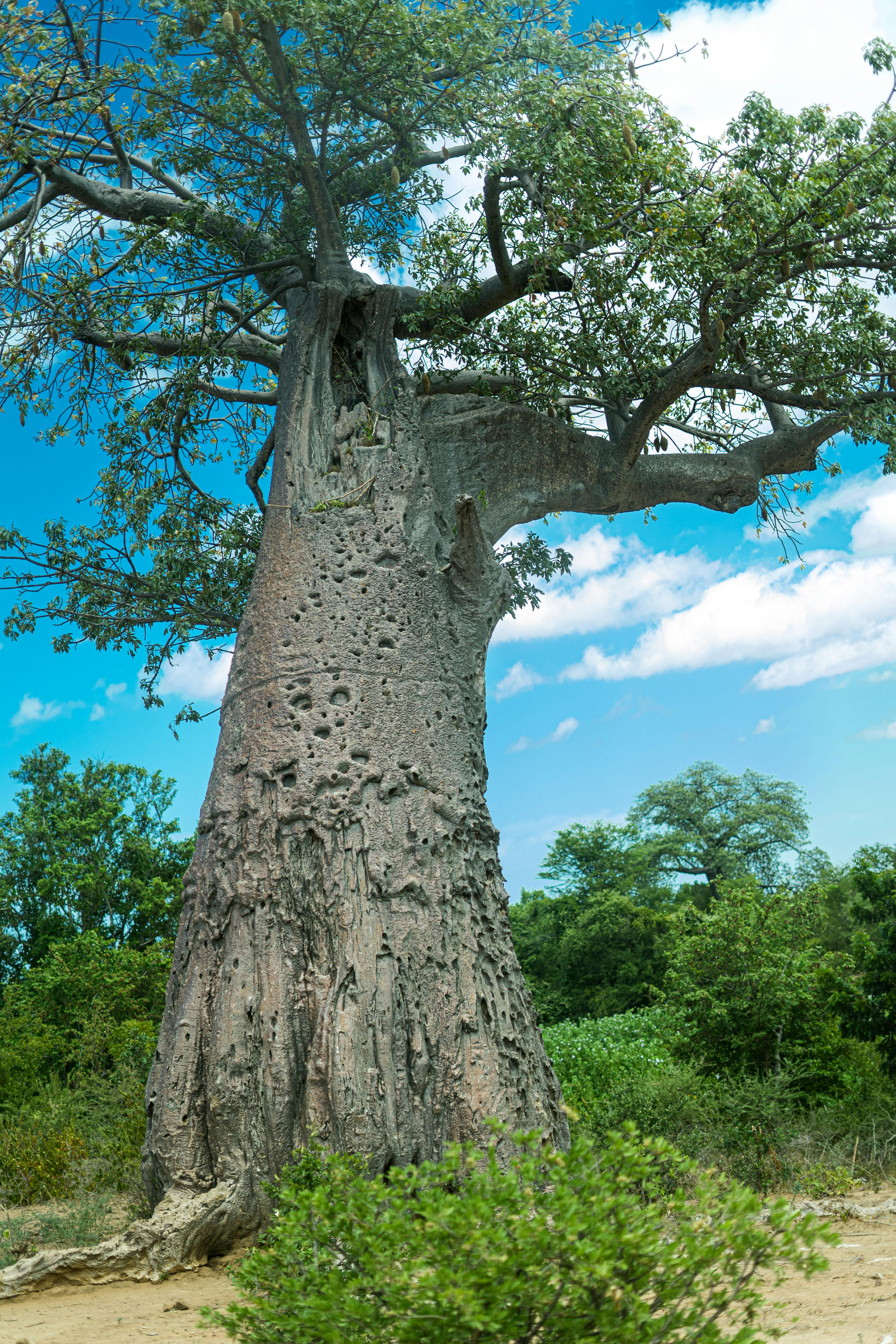 Baobab Tree in Summer · Free Stock Photo