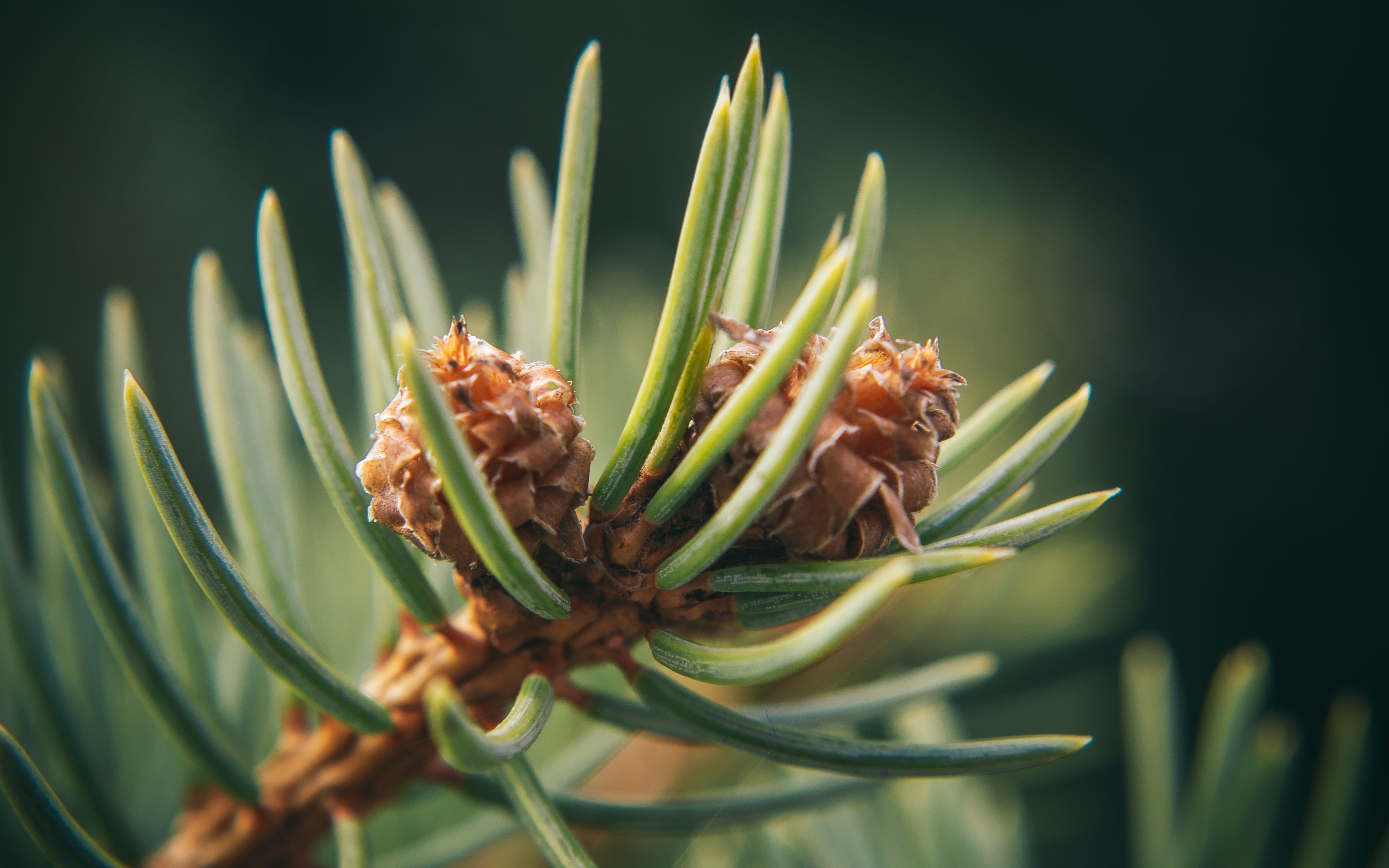 Cones and Coniferous Needles · Free Stock Photo