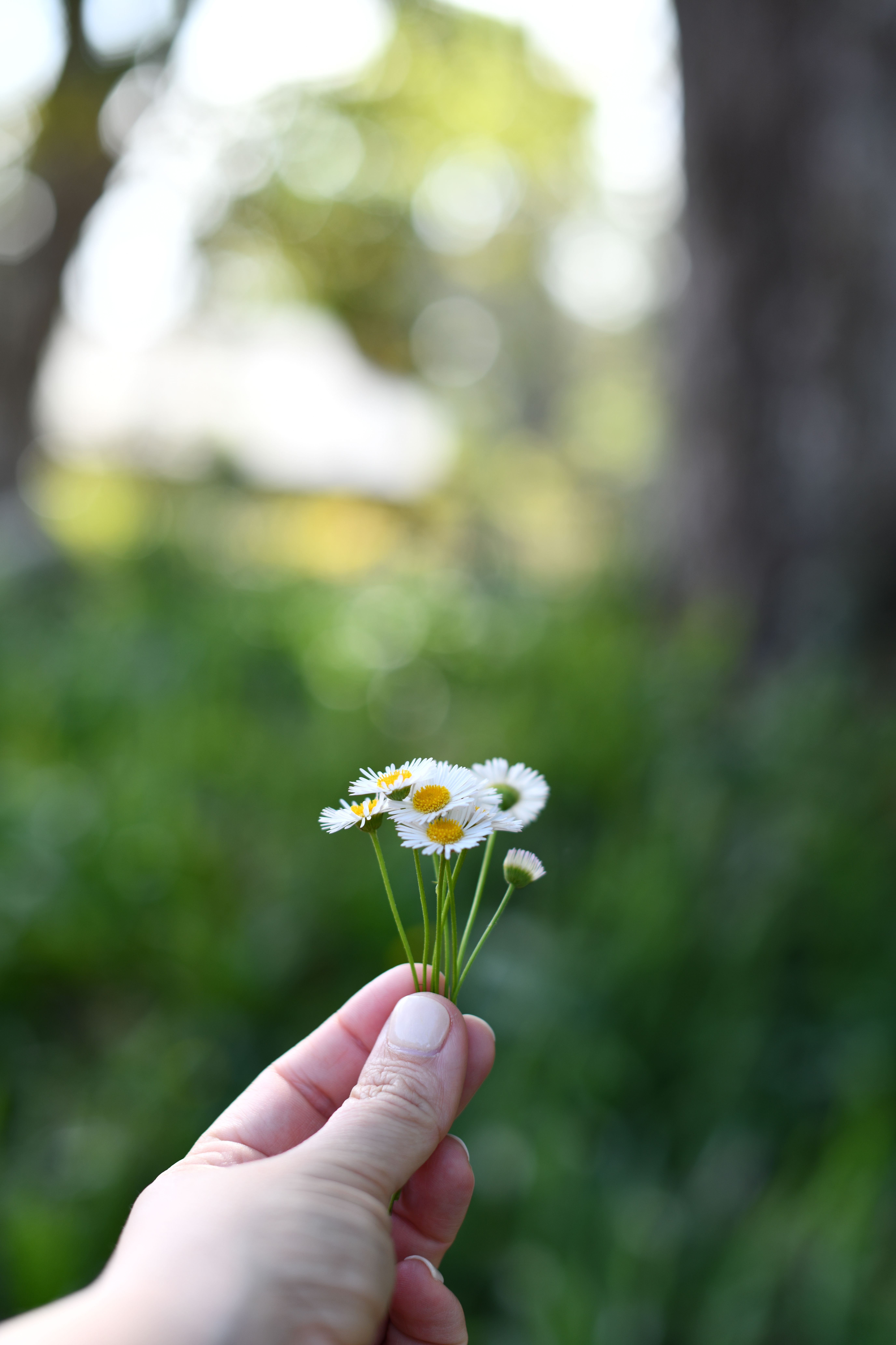 Daisies in Hands · Free Stock Photo