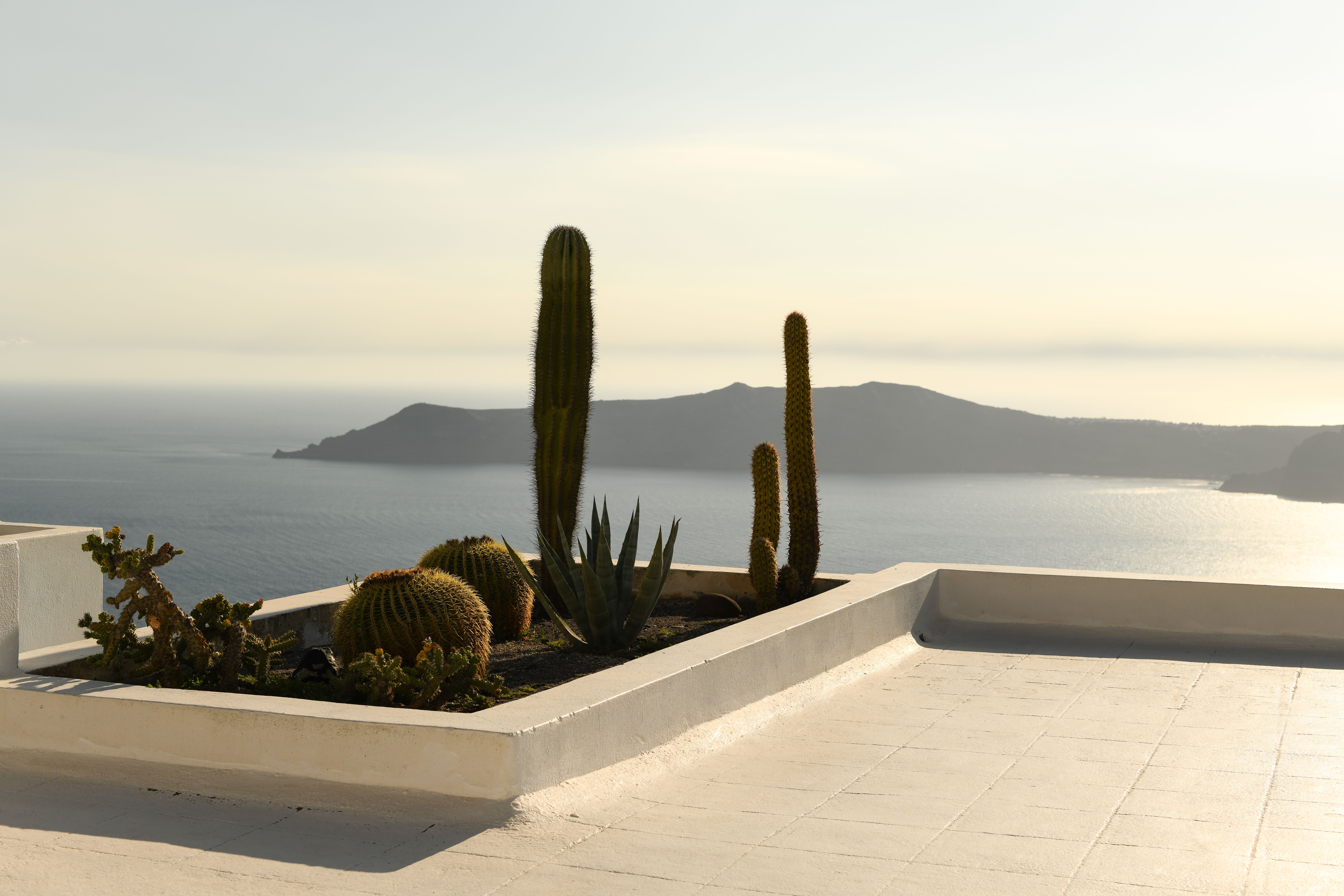 Cacti on Terrace on Santorini Island in Greece · Free Stock Photo