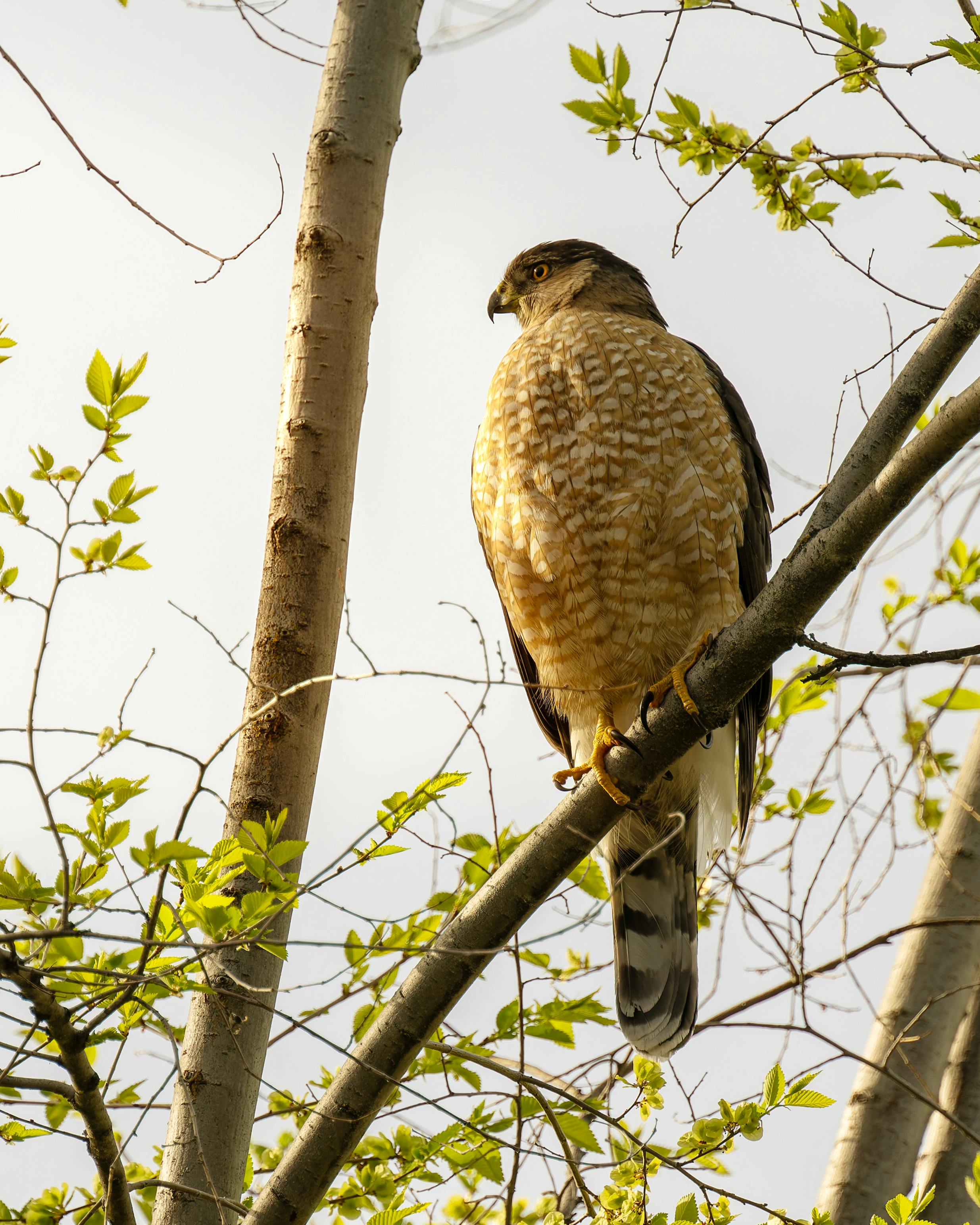 Hawk on Tree · Free Stock Photo