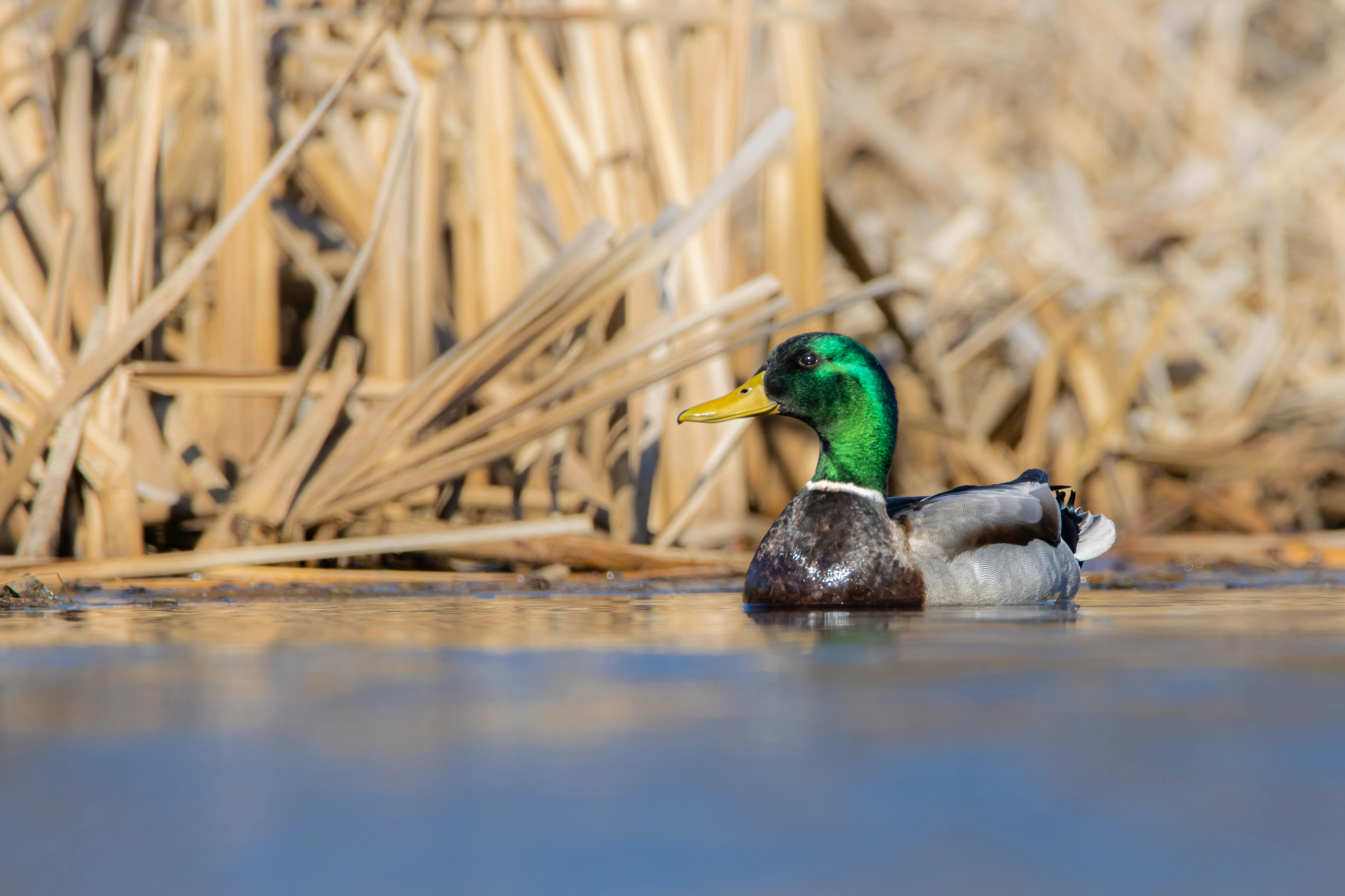 Canard colvert · Free Stock Photo
