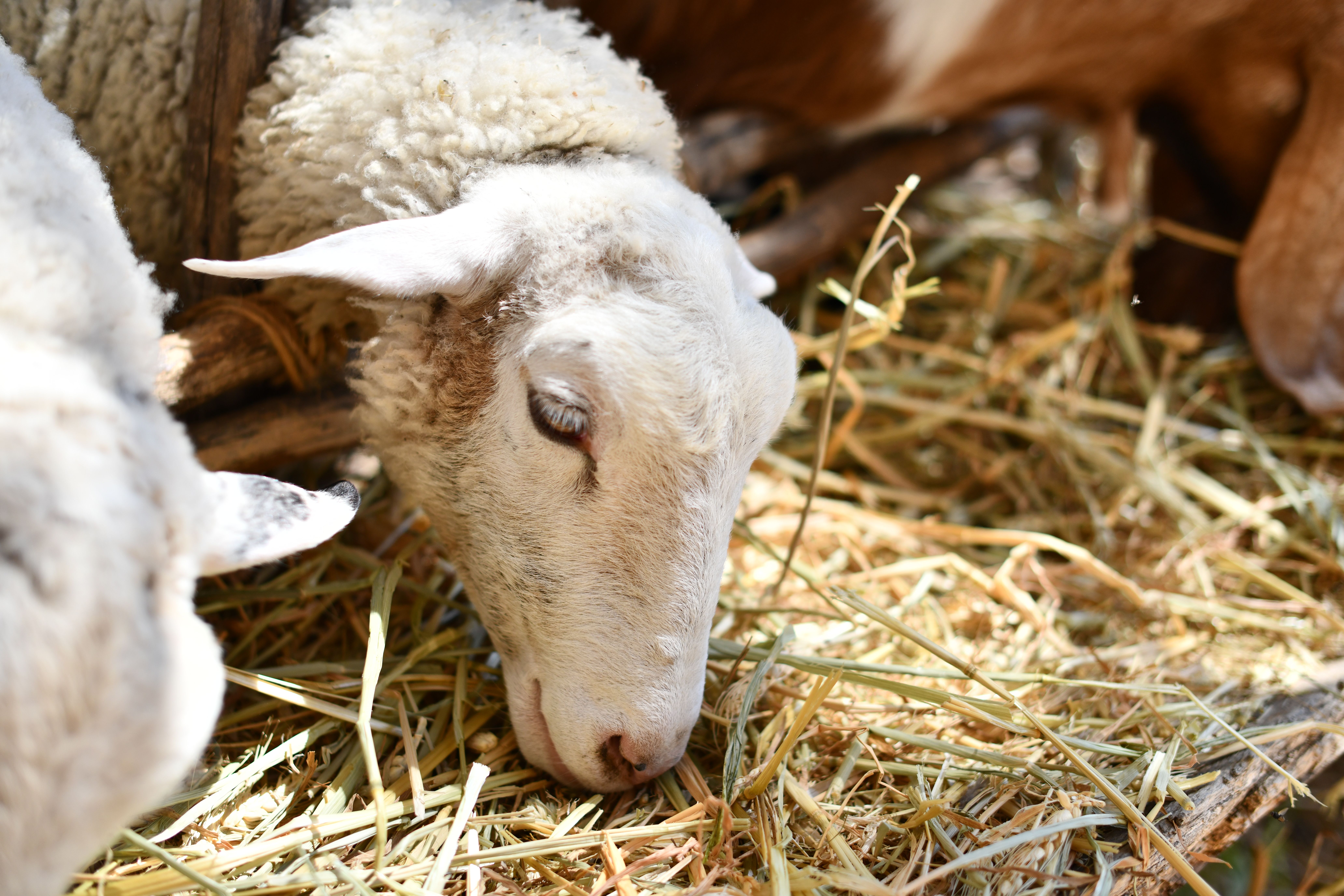 A sheep eating hay with another sheep next to it · Free Stock Photo