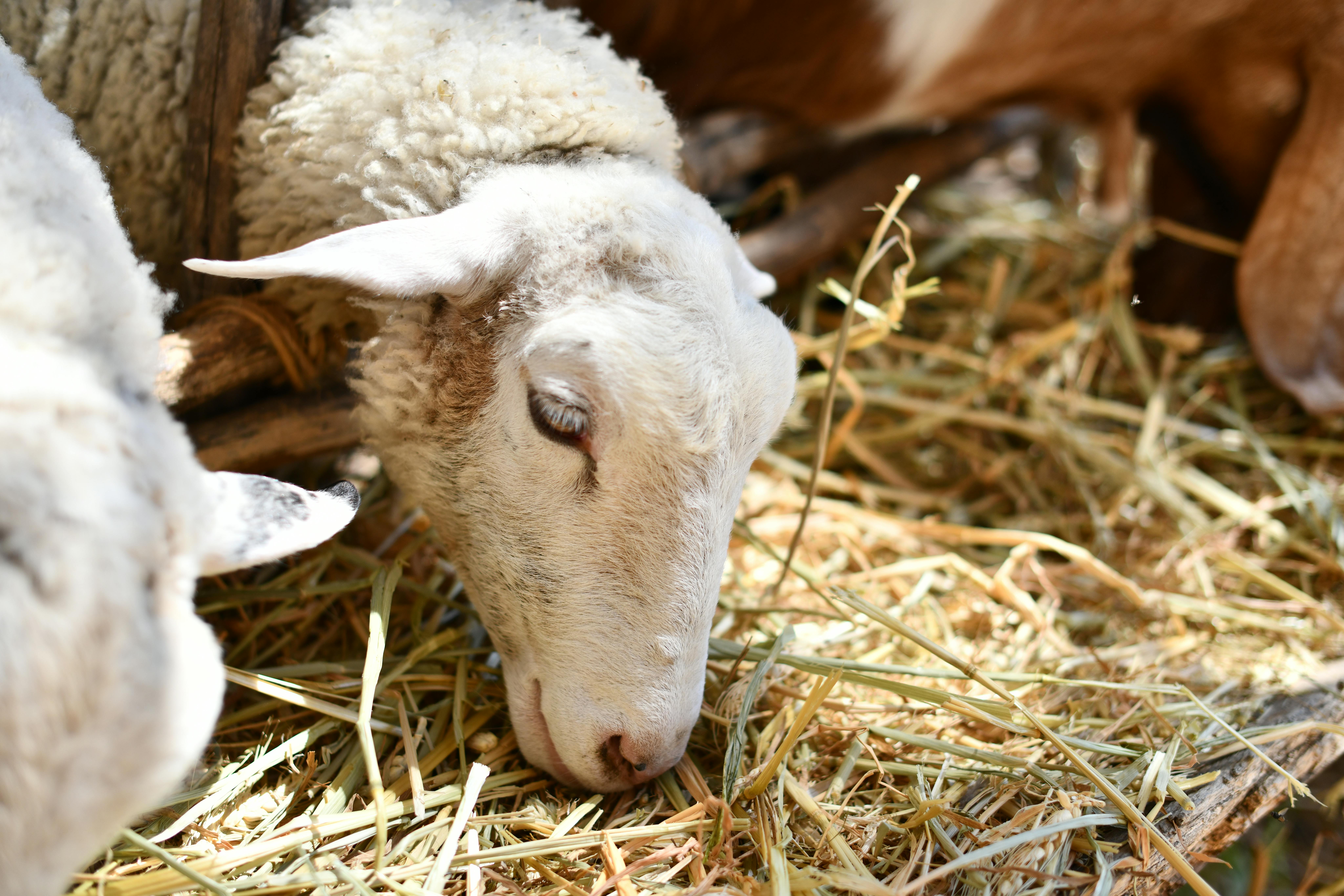 Sheep Eating Hay · Free Stock Photo