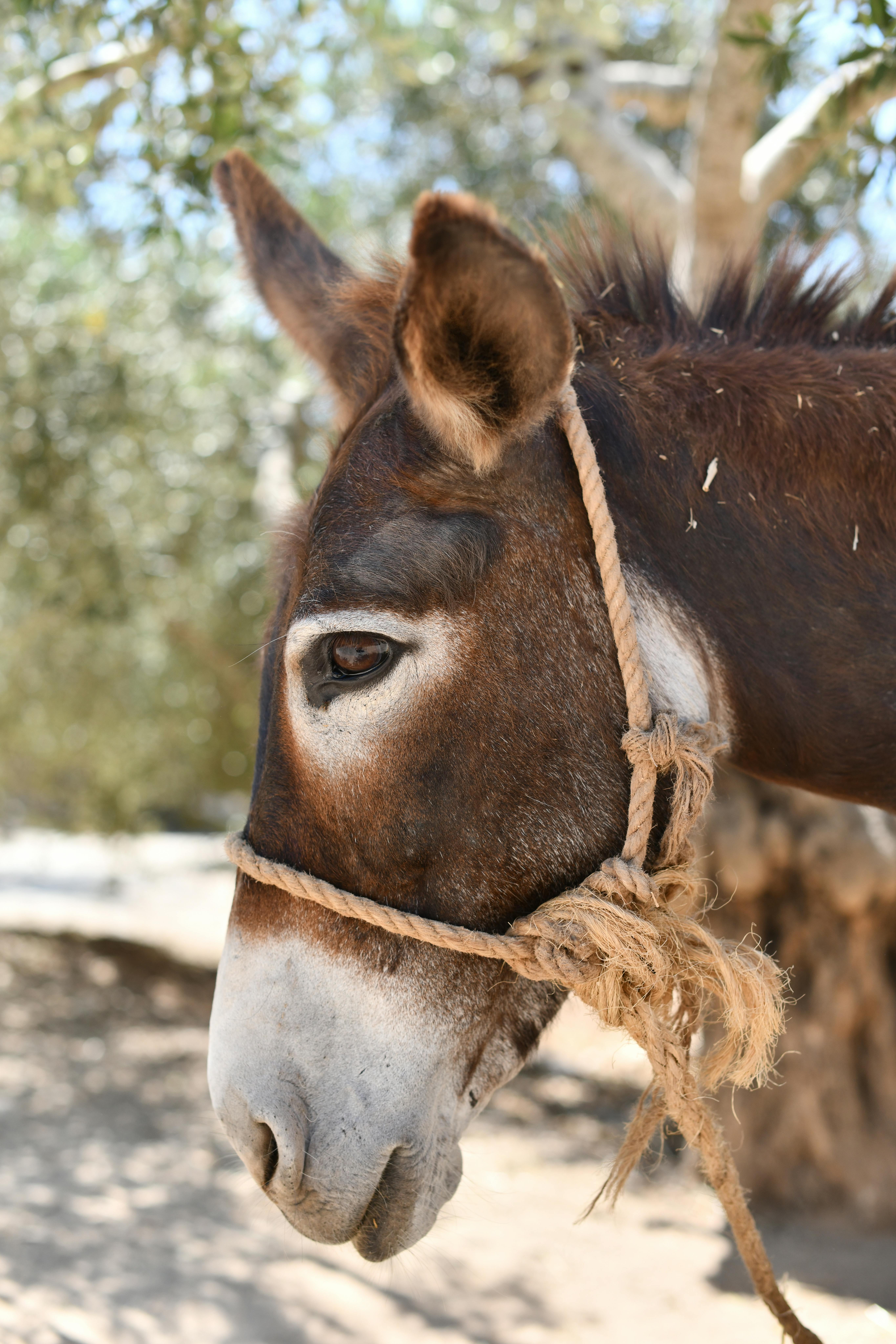 A donkey with a rope around its neck · Free Stock Photo