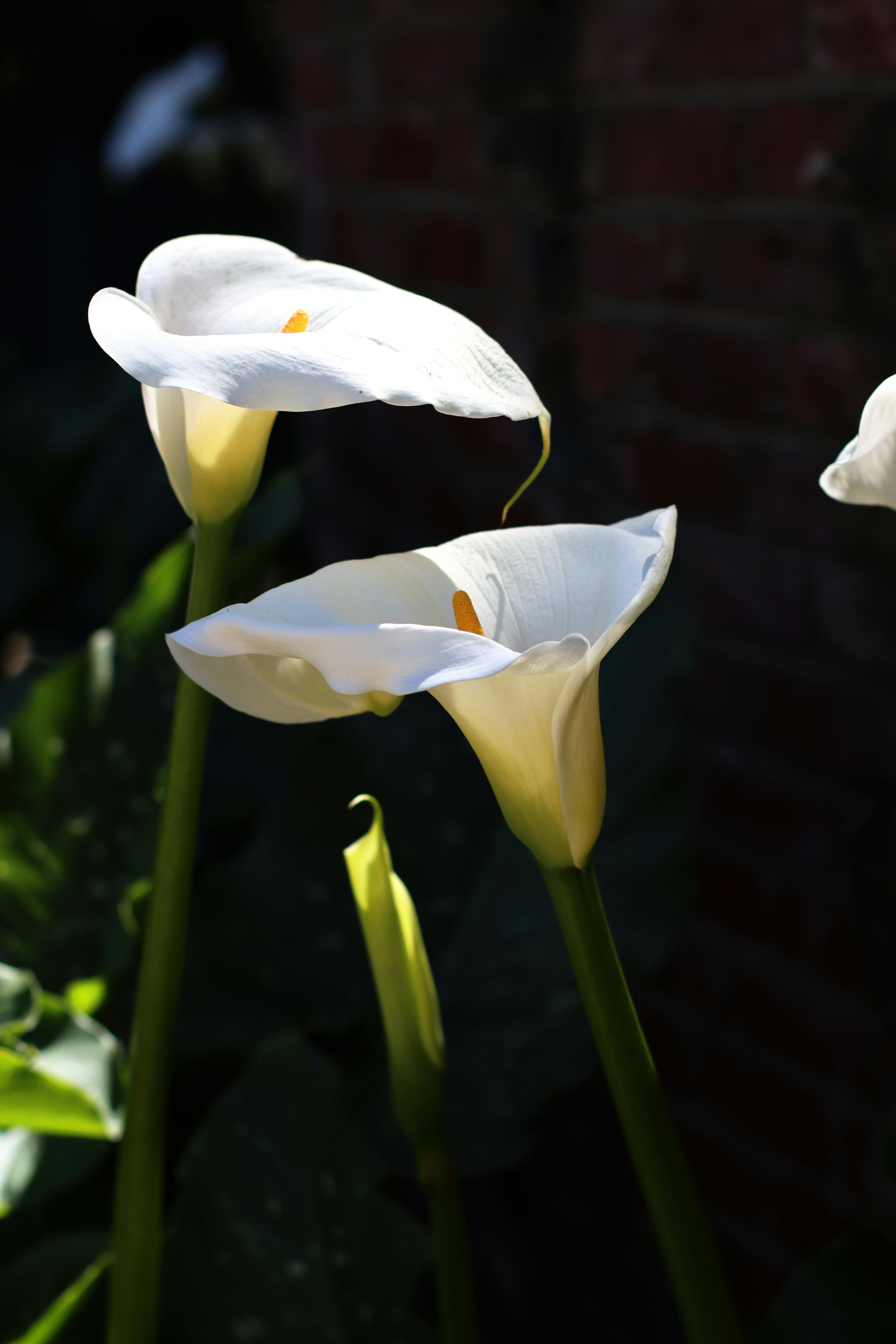 Cara Lily Photos, Download The BEST Free Cara Lily Stock Photos & HD Images