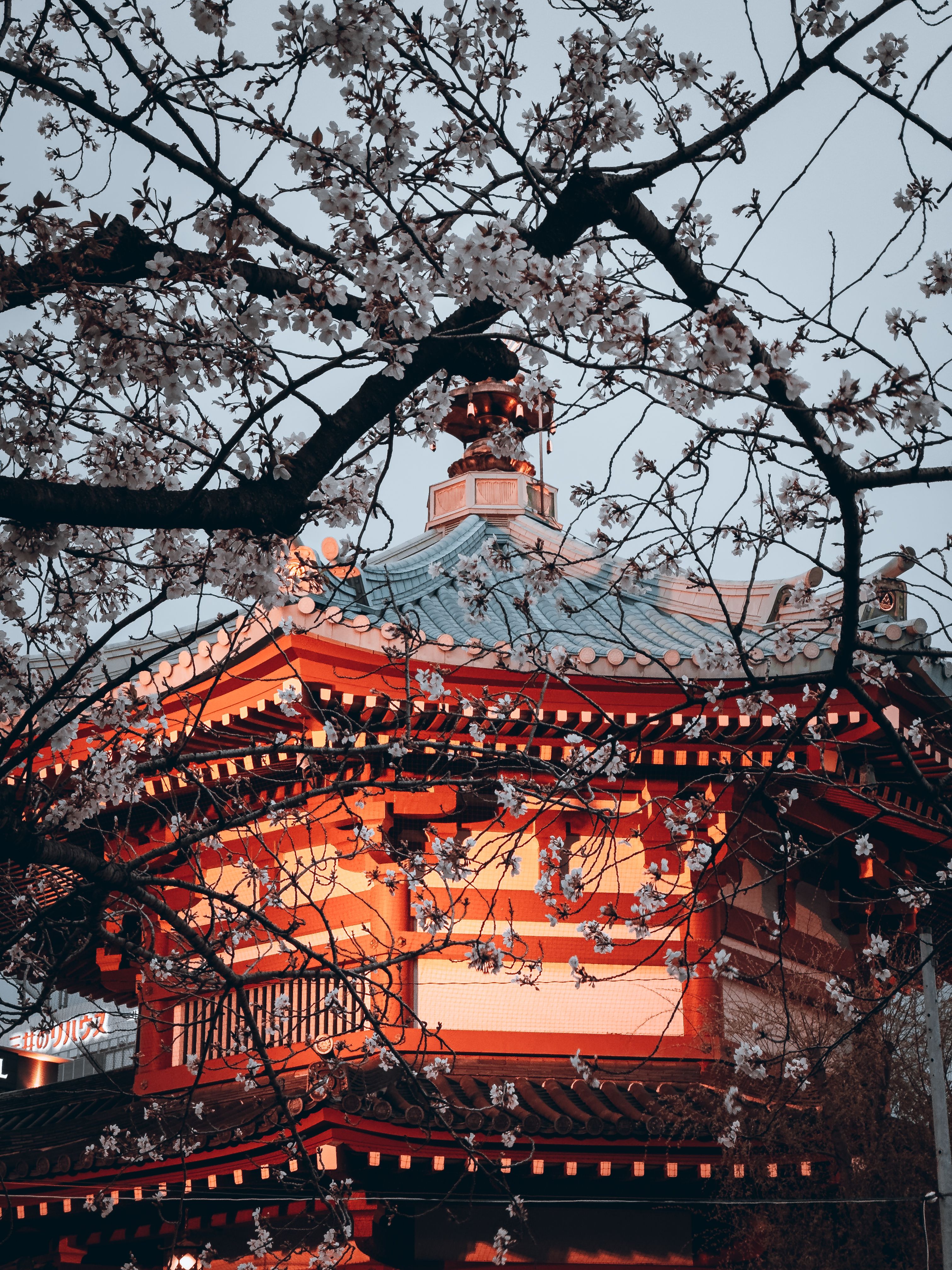 Cherry Tree in Spring over Temple Building in Japan · Free Stock Photo