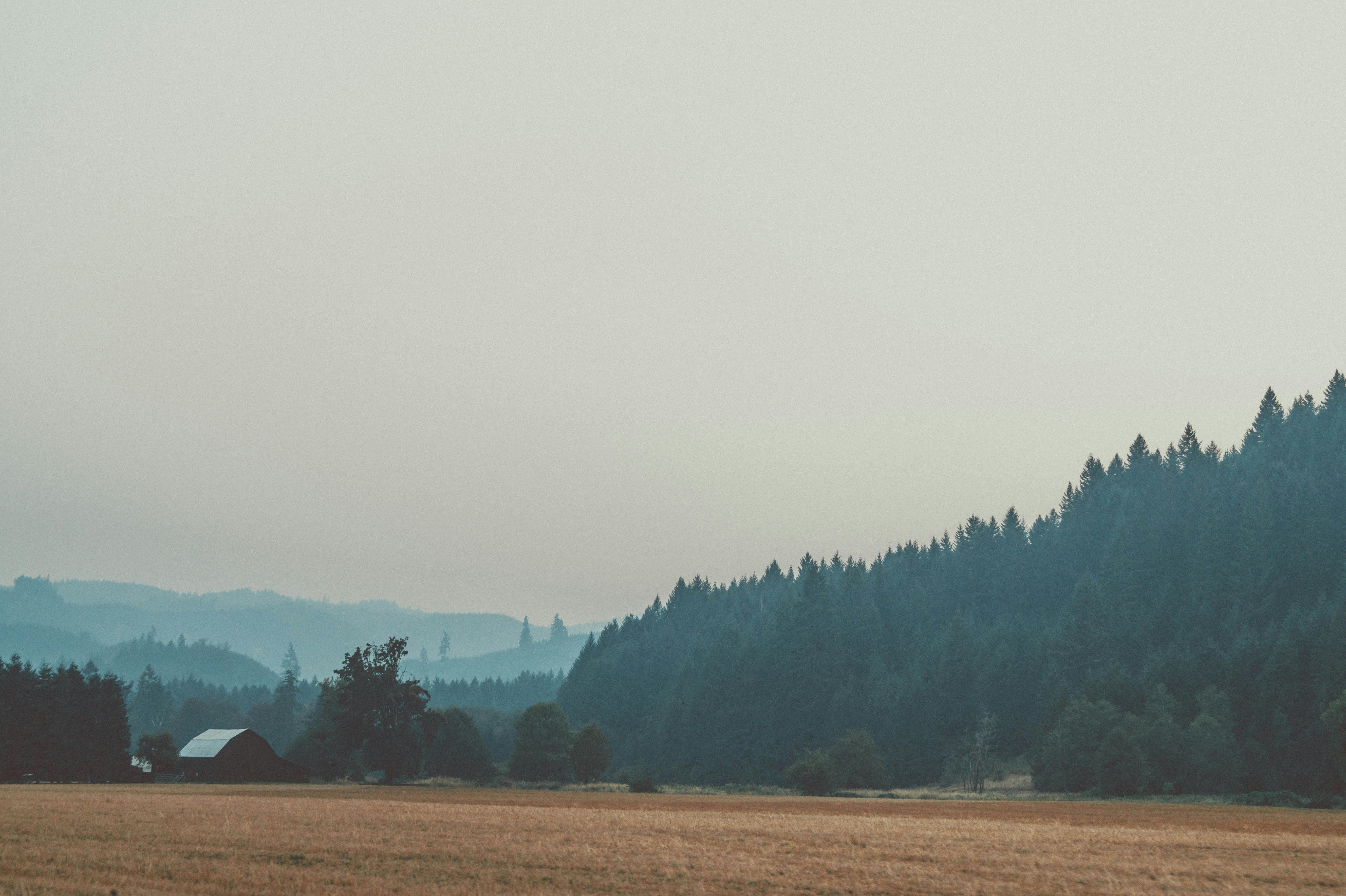 Green Leafed Trees · Free Stock Photo