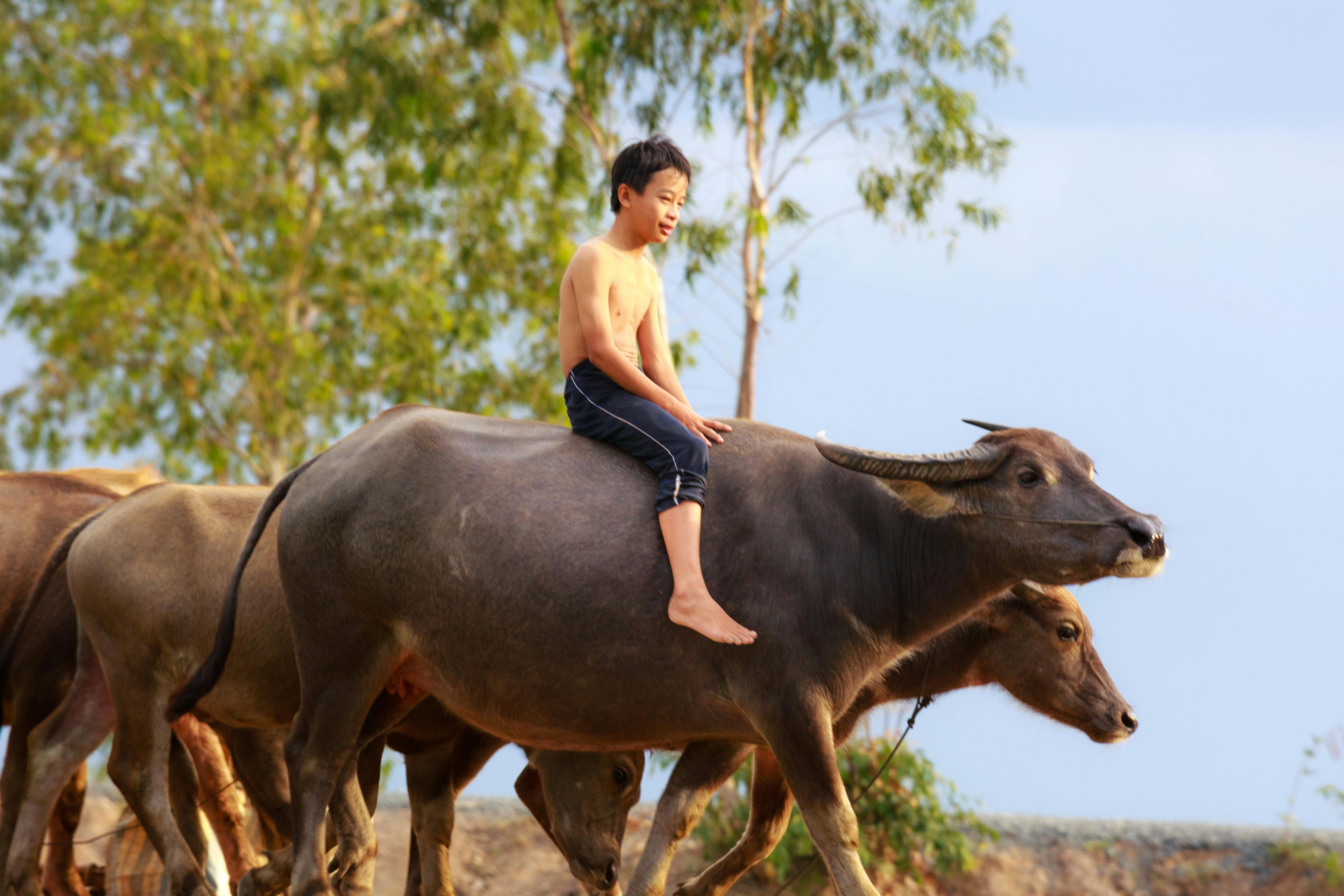 Boy Riding on Water Buffalo · Free Stock Photo