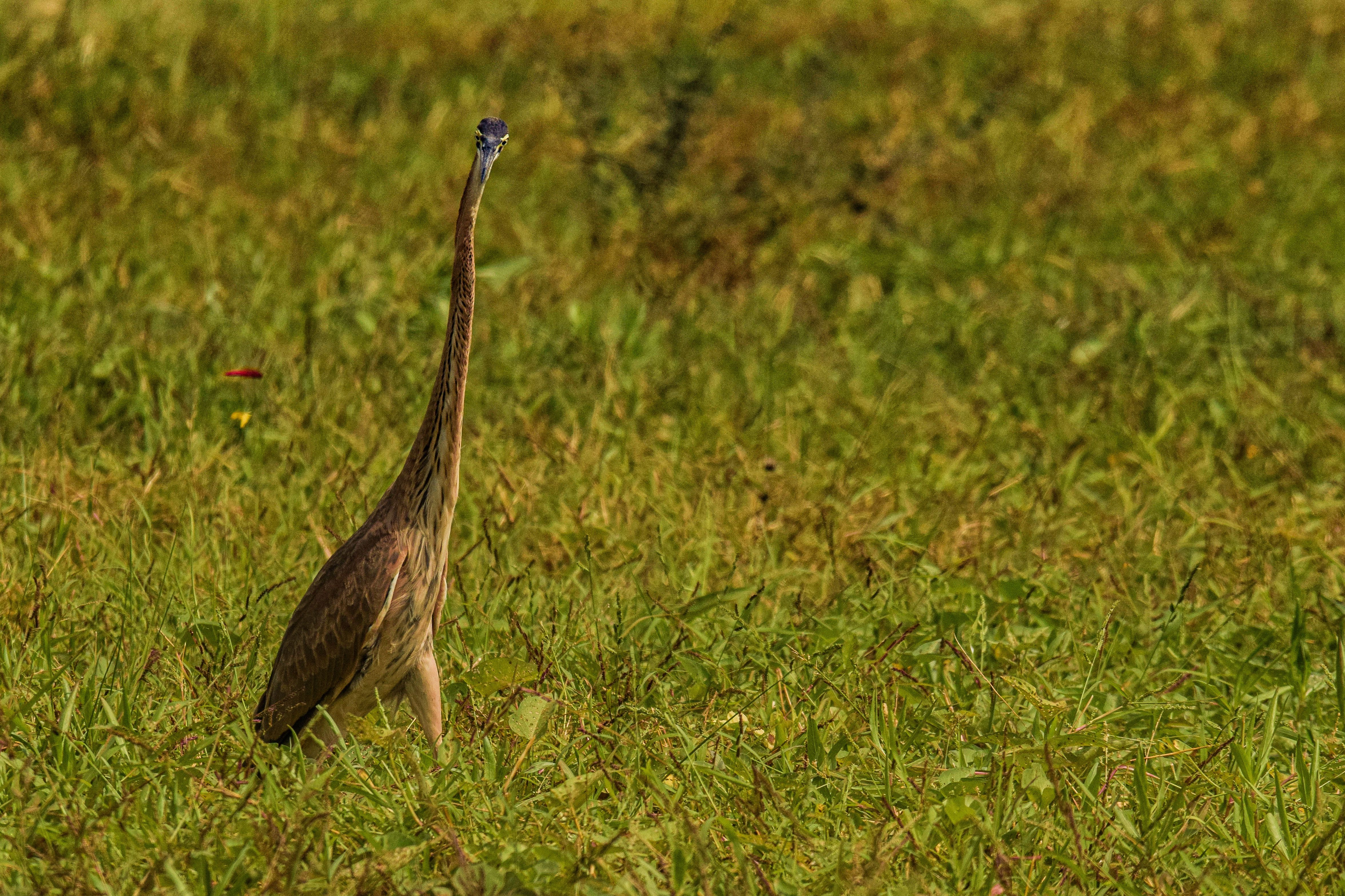 A bird with a long neck walking through a field · Free Stock Photo