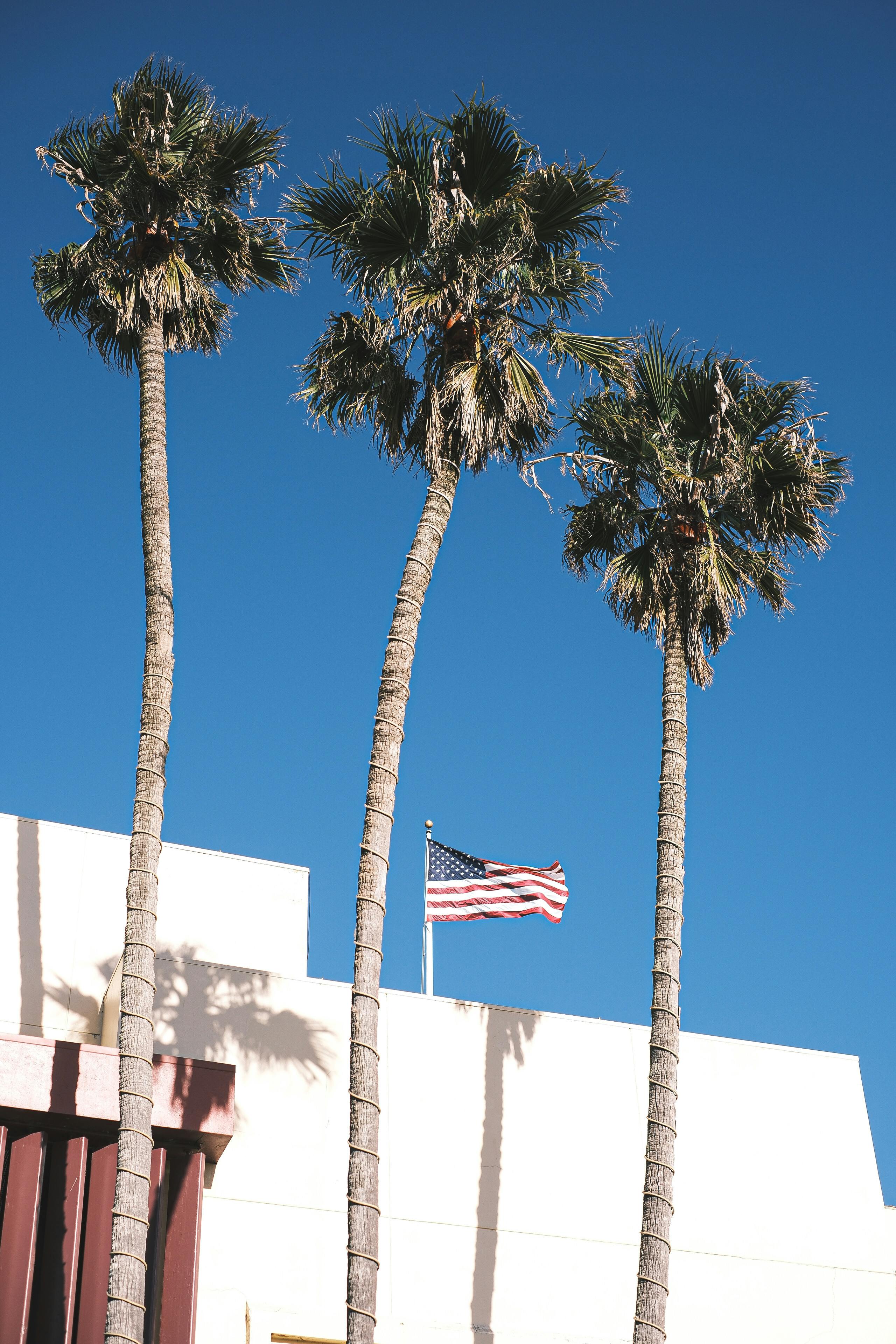 Palm Tree In The Wind Photos, Download The BEST Free Palm Tree In The ...