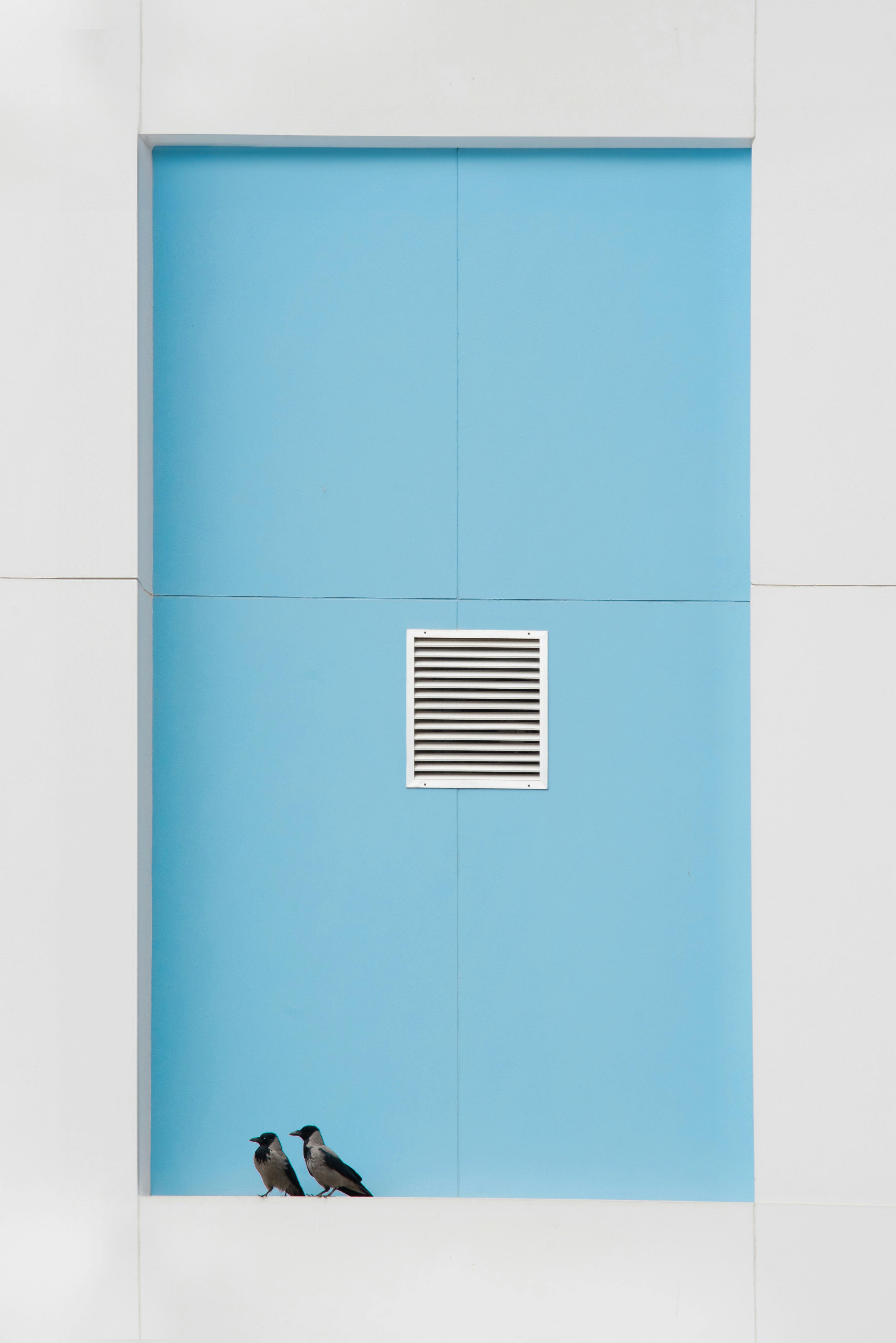 Crows on Building Wall · Free Stock Photo