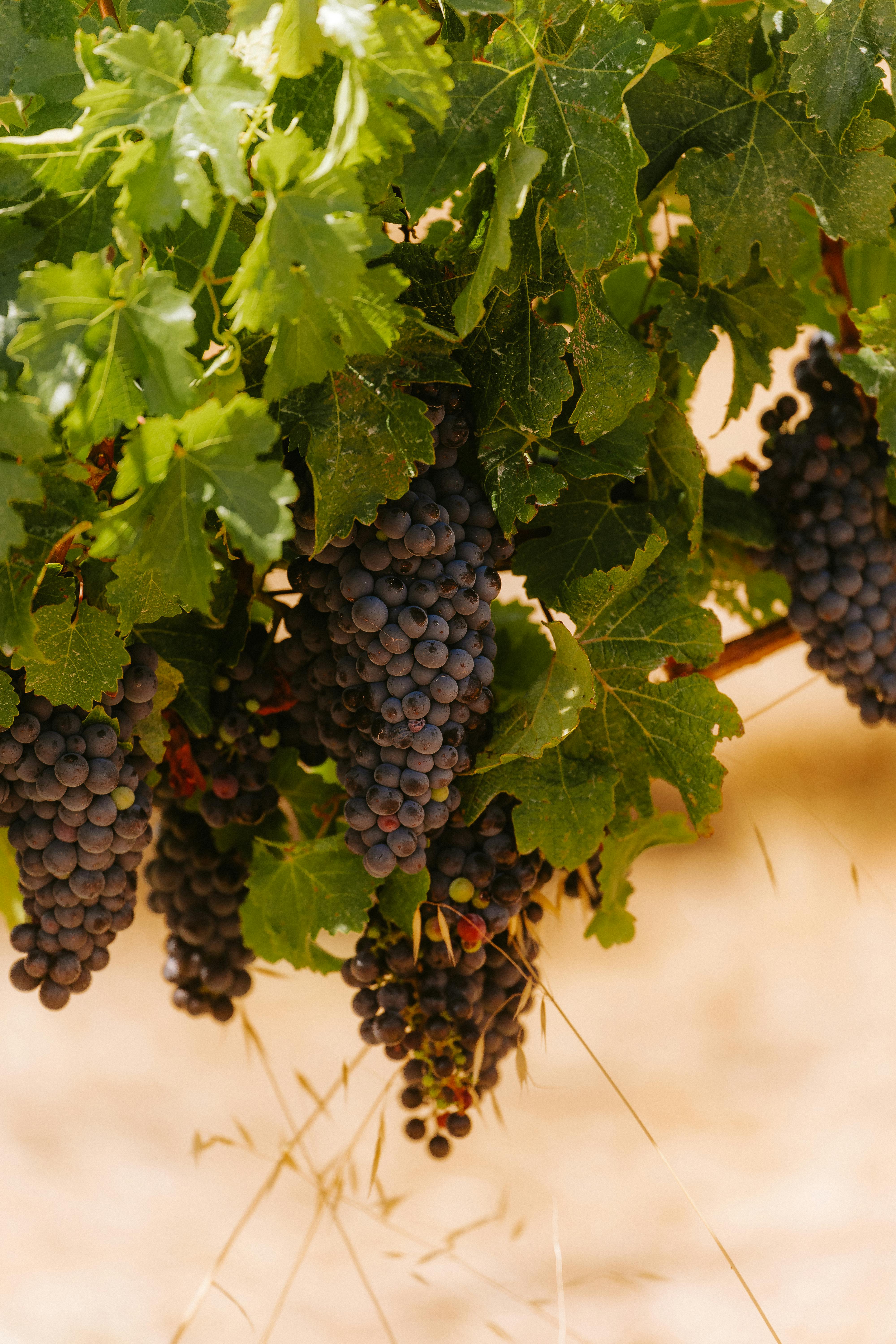 Grapes on Tree · Free Stock Photo