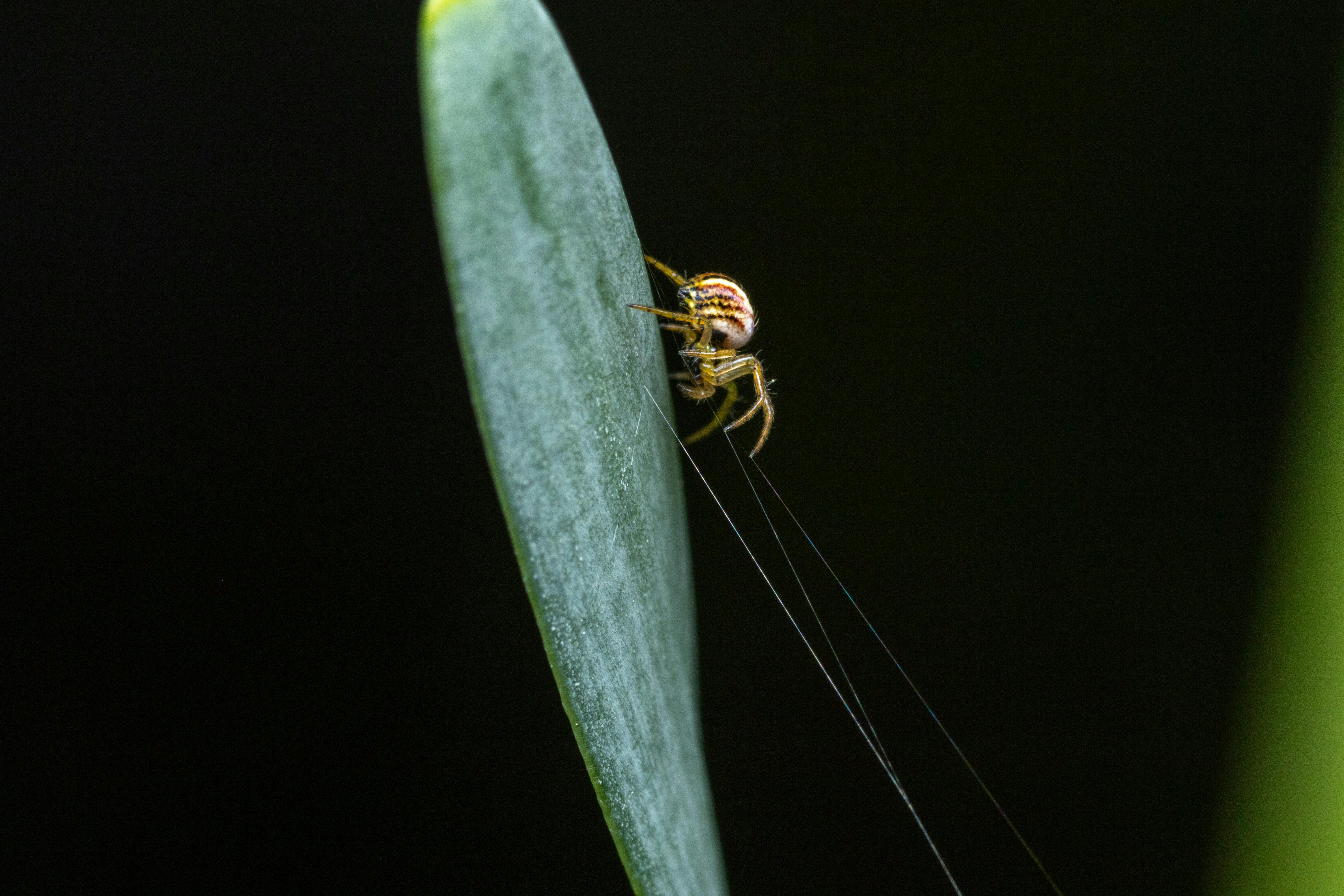 Itsy bitsy spider (Cricket-bat orbweaver) of about 2mm, touching and ...