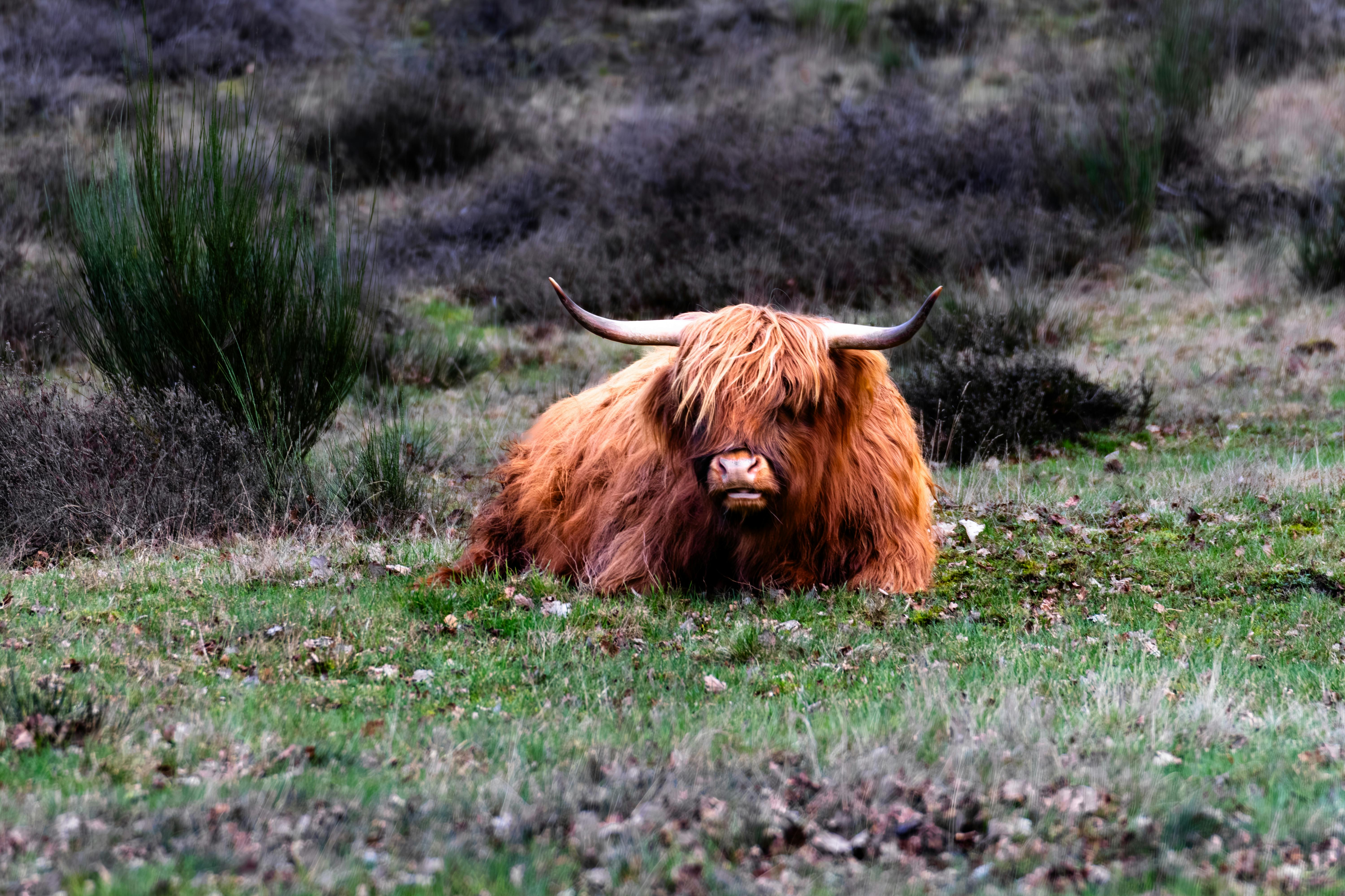 Scottish Highlander Cow Lying on Grass · Free Stock Photo