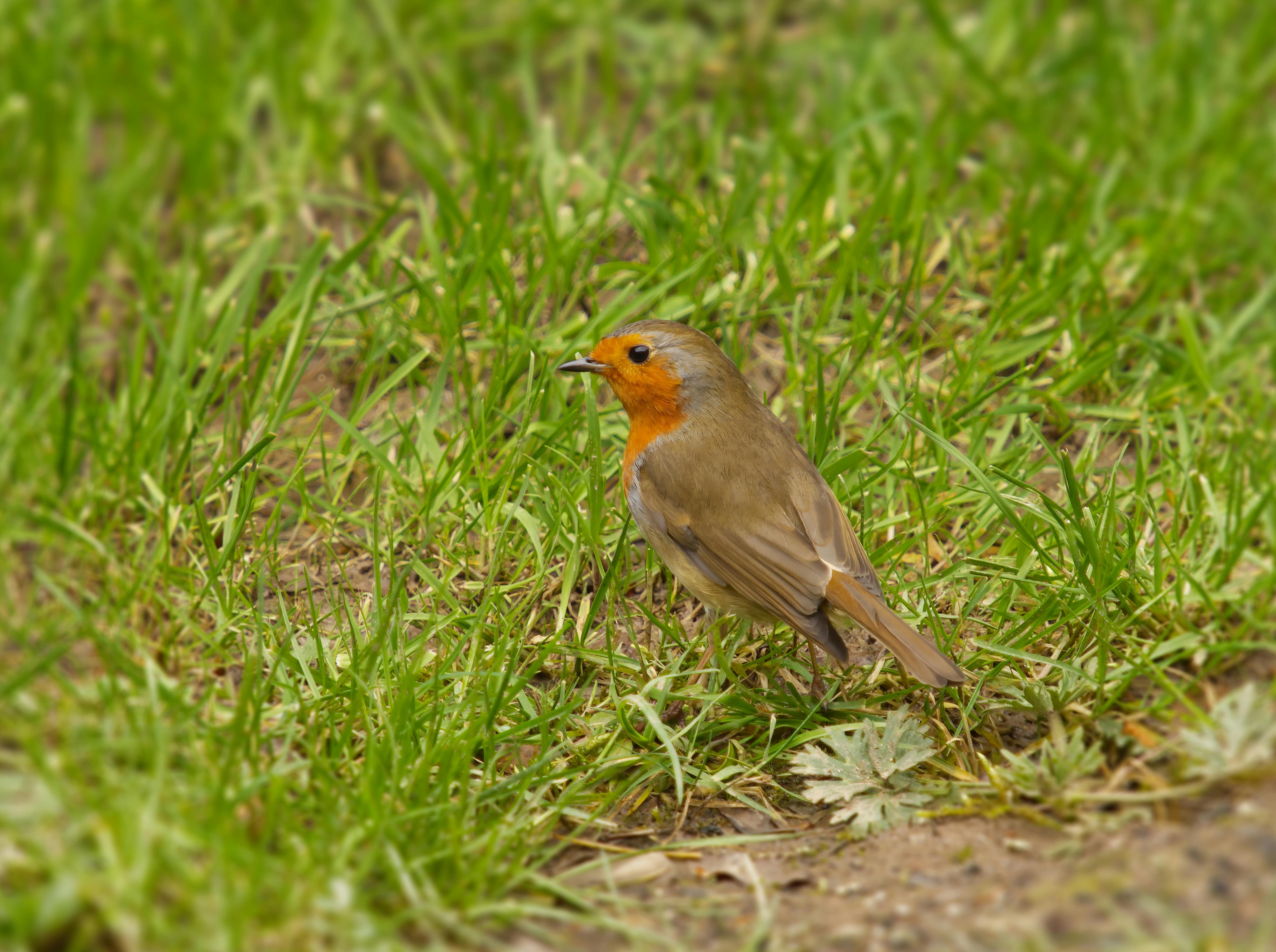 Robin foraging in the grass. · Free Stock Photo
