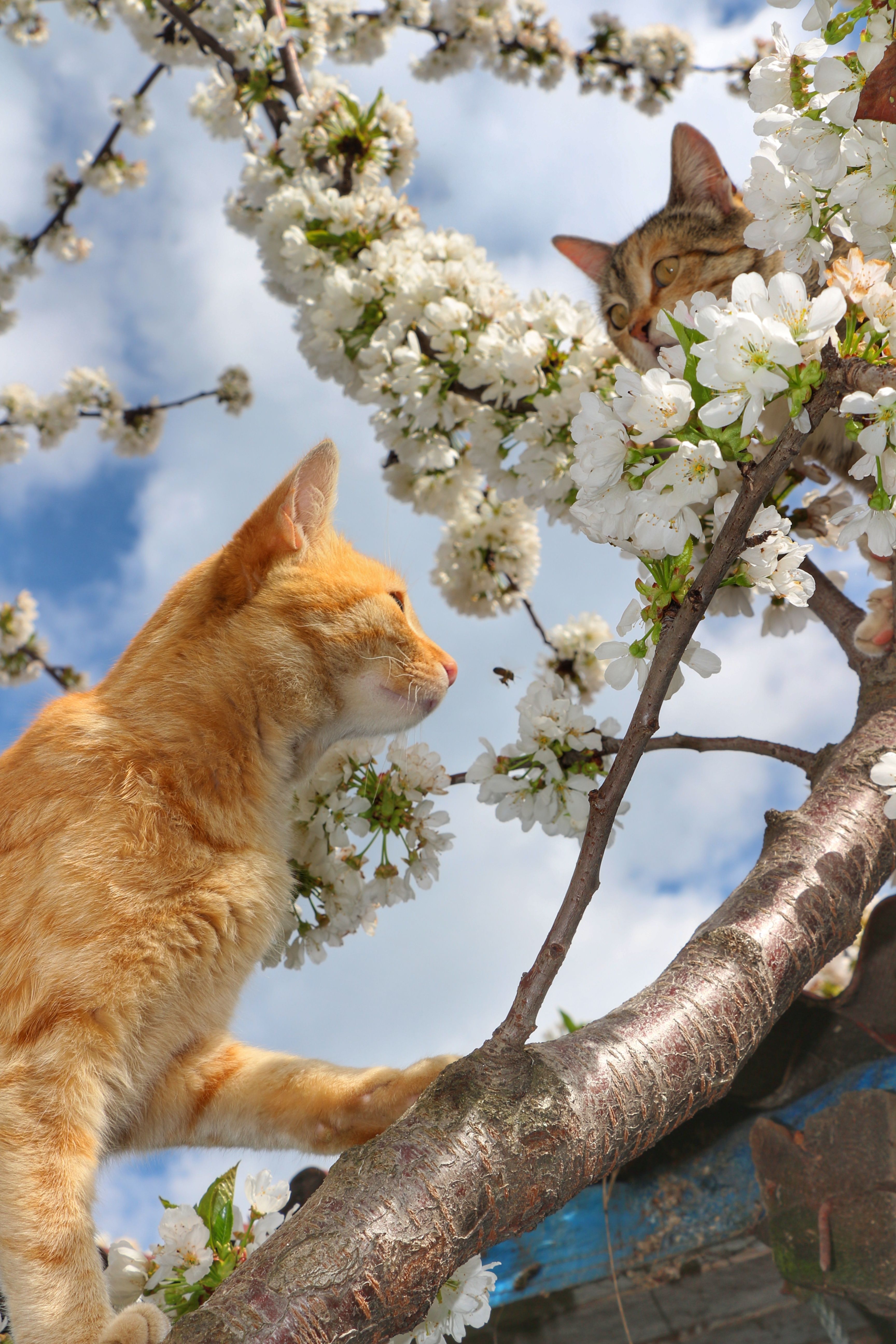 Cats on Cherry Tree Branch · Free Stock Photo