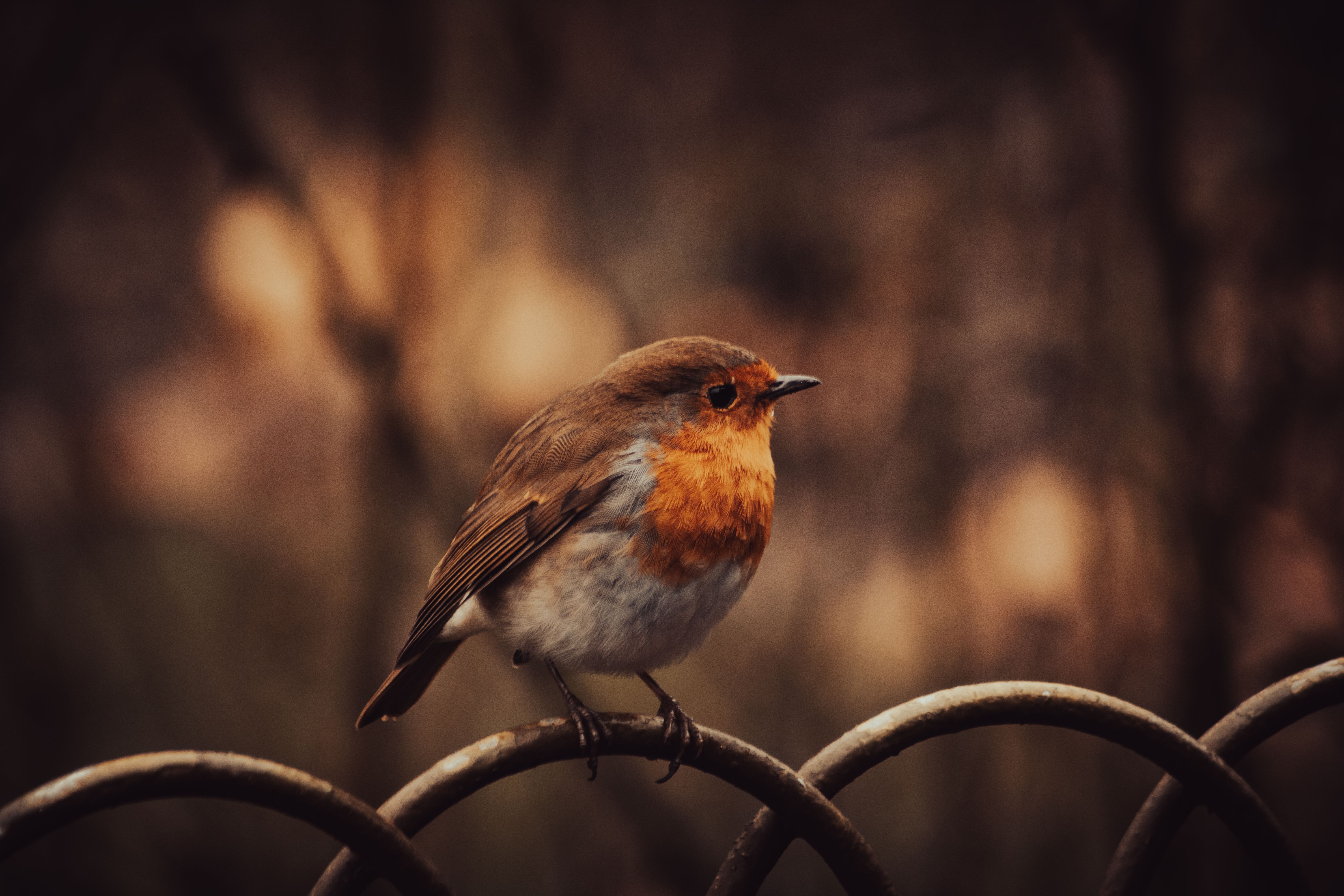European Robin on Bars · Free Stock Photo