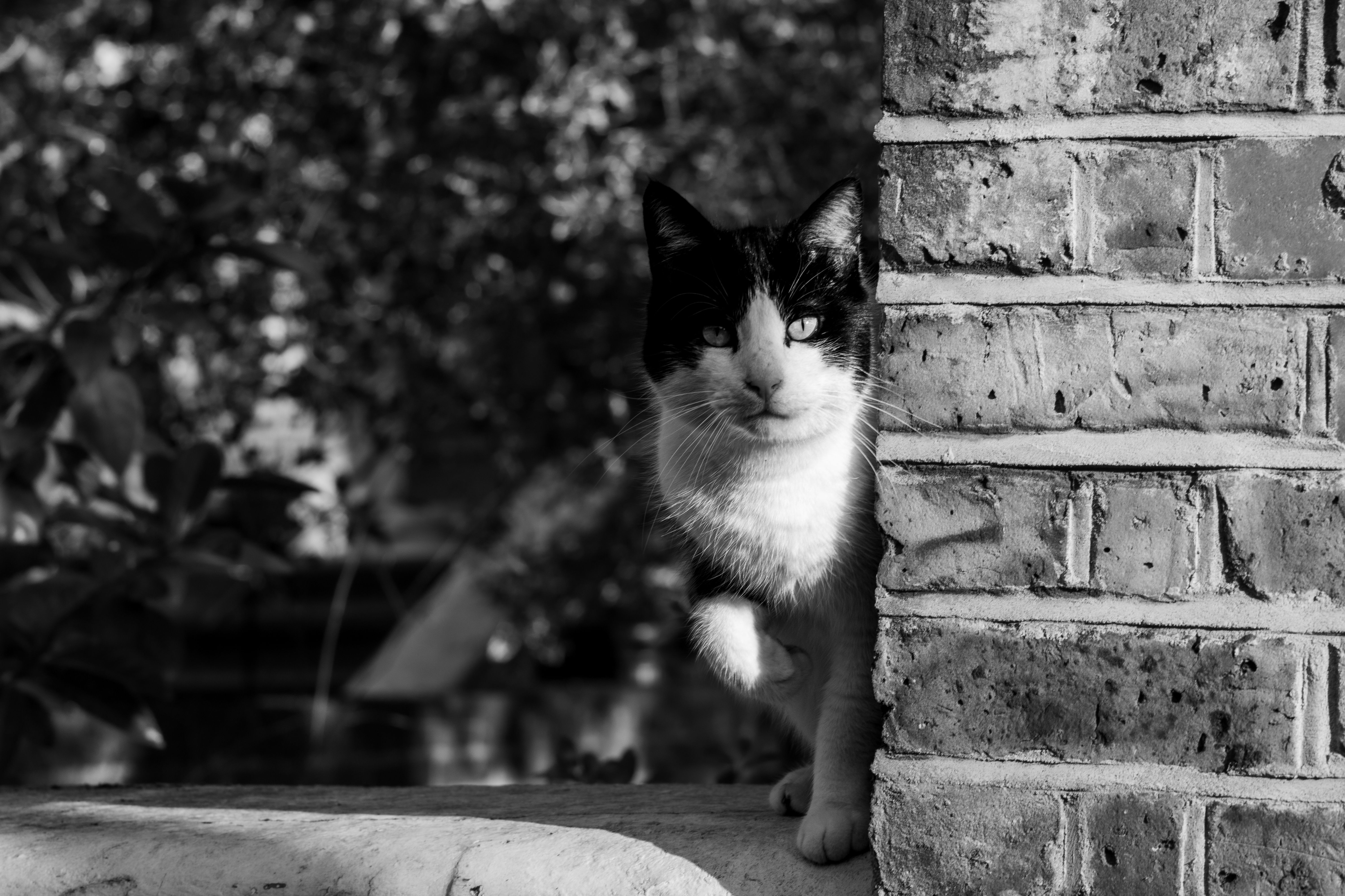 Cat on Wall · Free Stock Photo