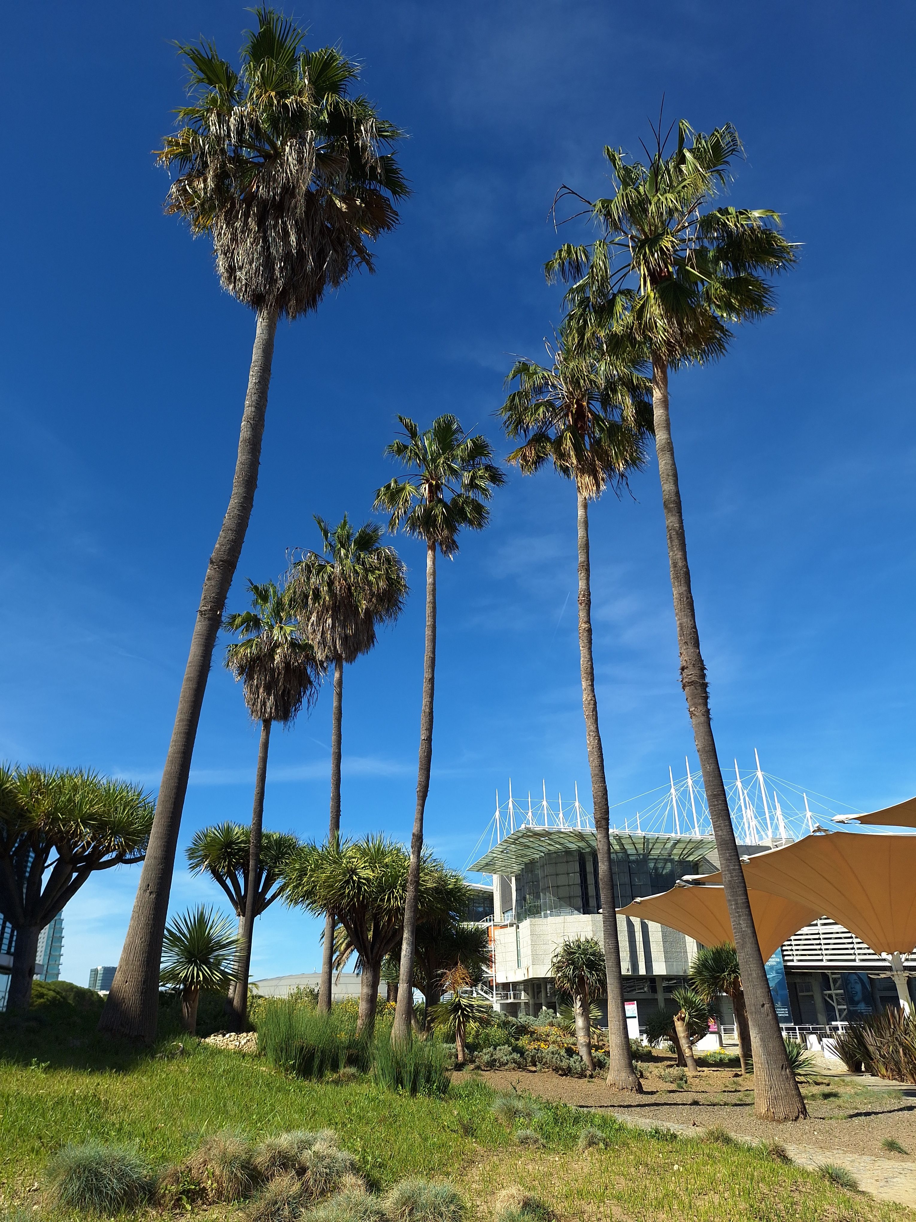 Lisbon Oceanarium Photos, Download The BEST Free Lisbon Oceanarium ...