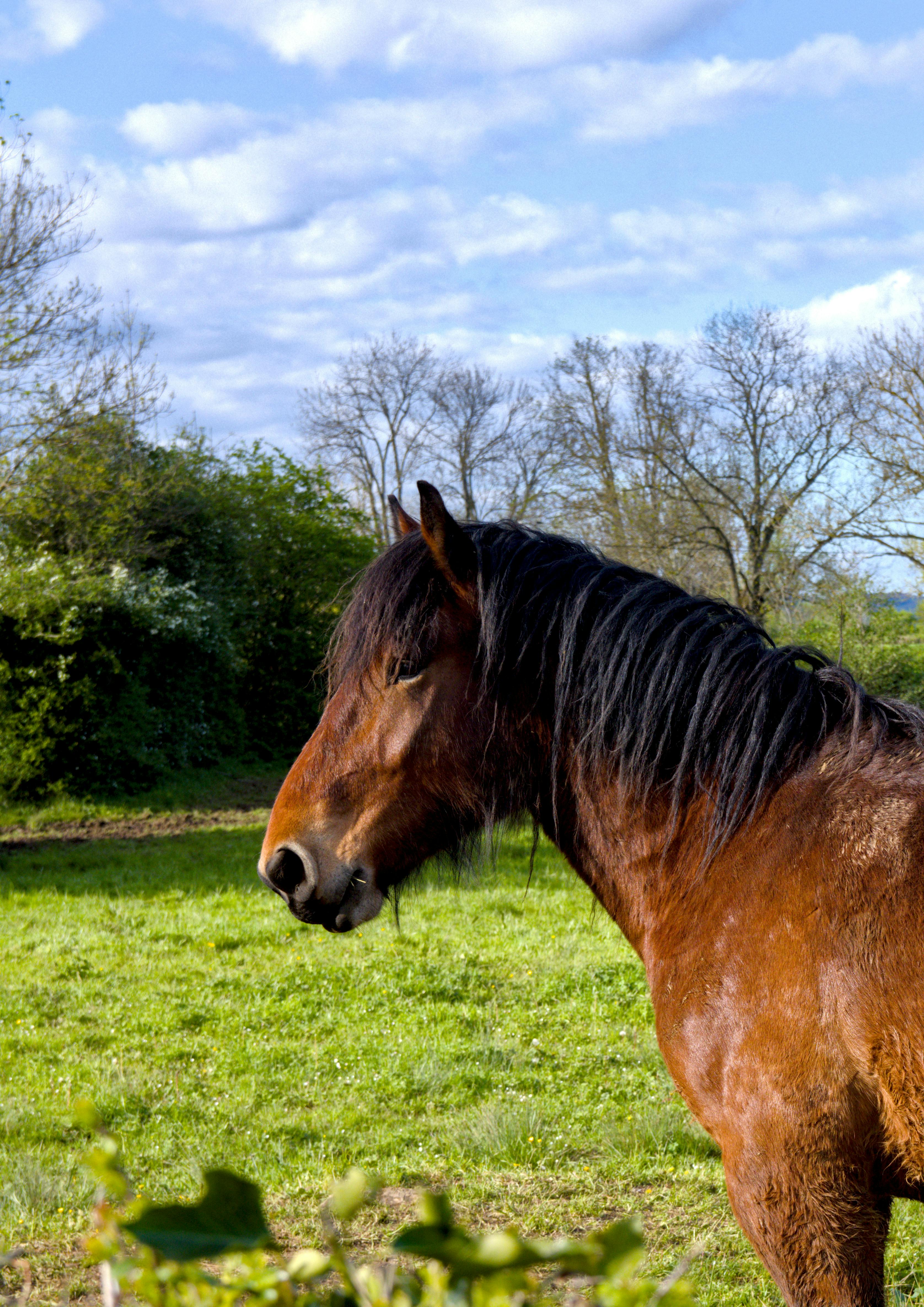 Horses In Spring Photos, Download The BEST Free Horses In Spring Stock ...