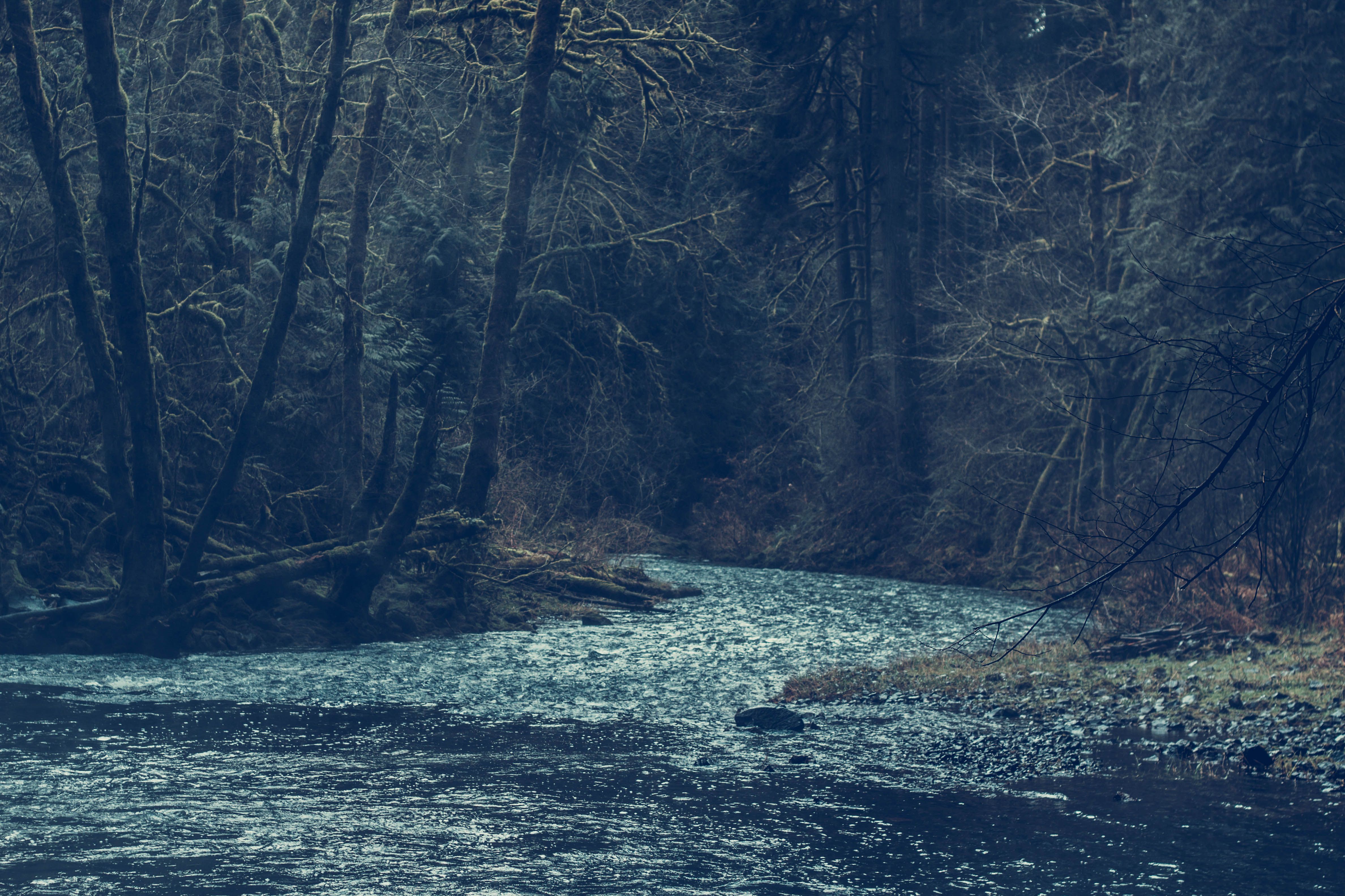 Foto de stock gratuita sobre agua, arboles, bosque
